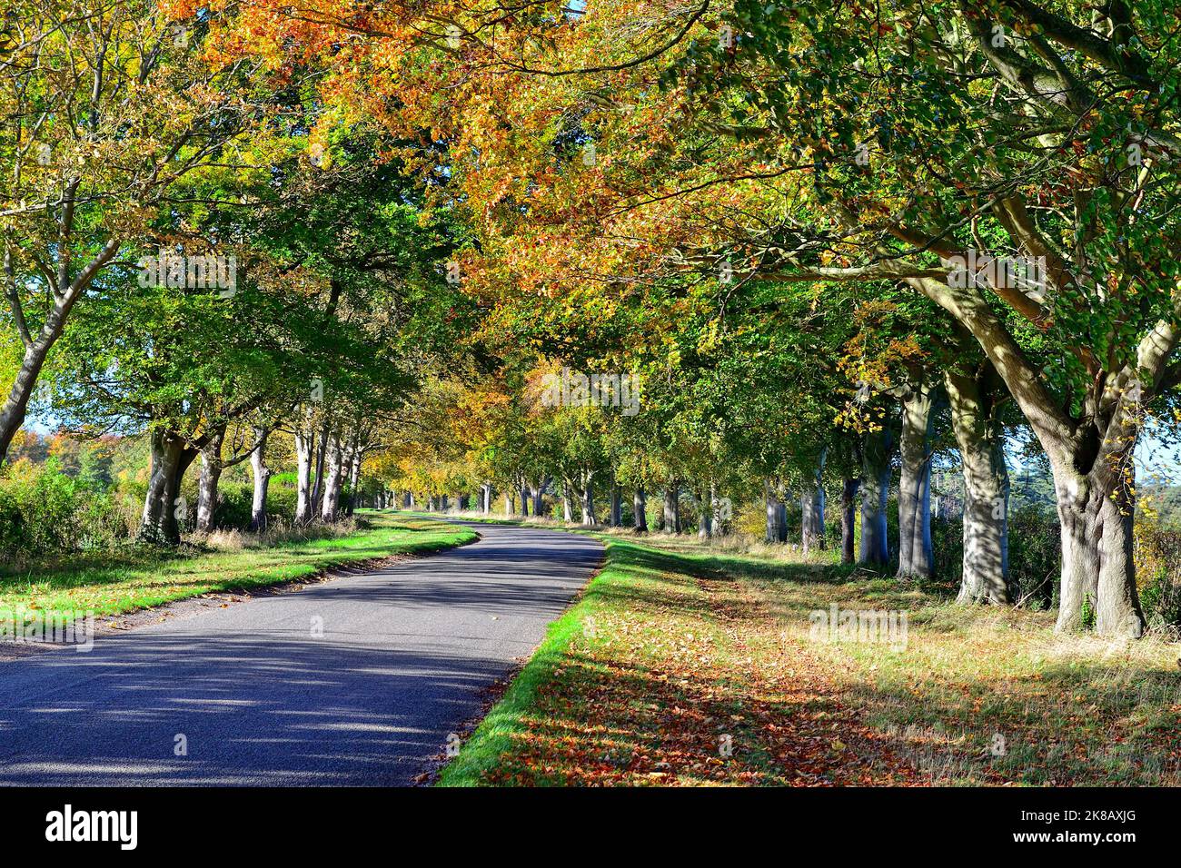 A tree-lined country lane near Sandringham in Norfolk starts changing ...