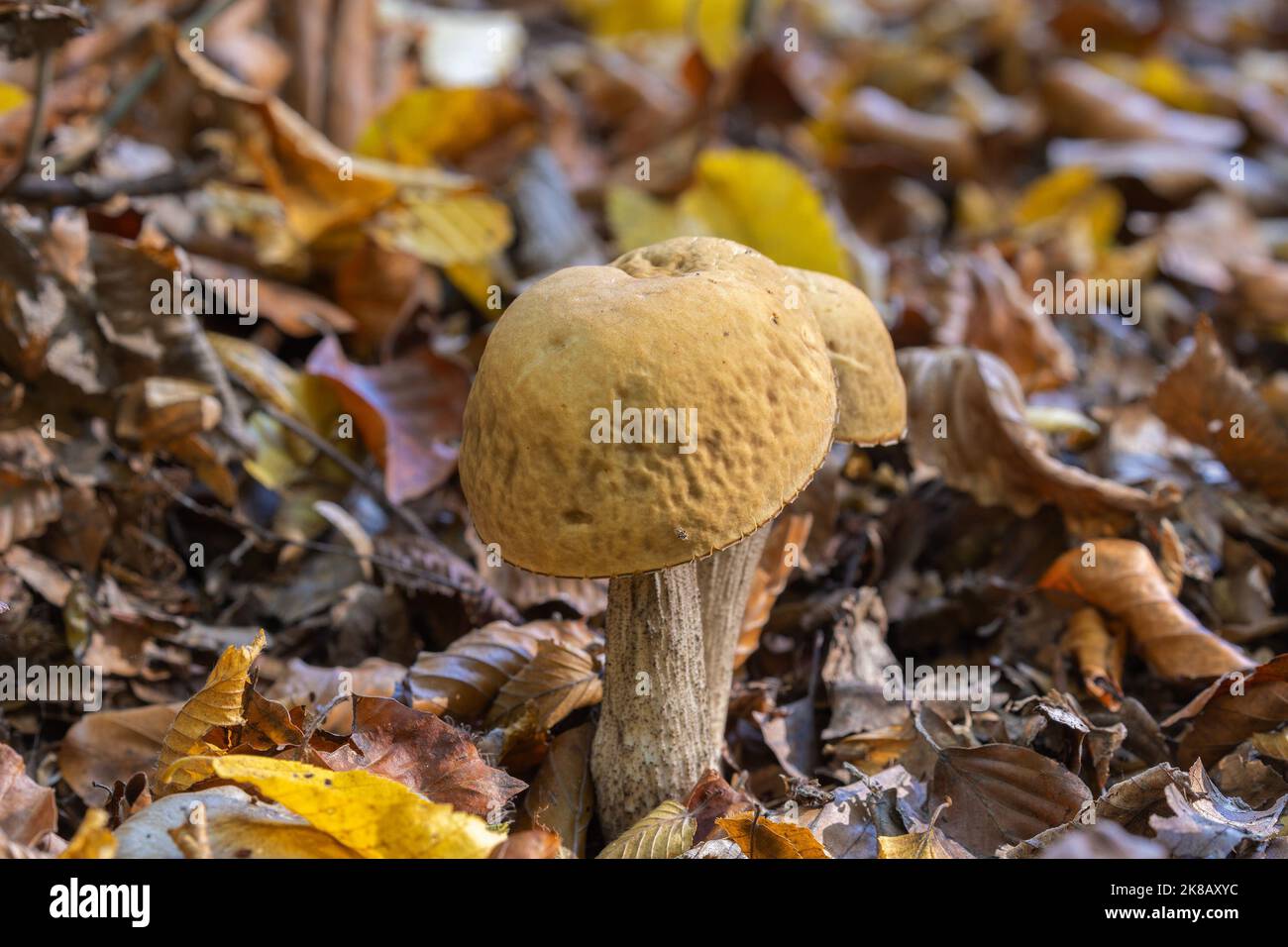 Leccinum scabrum, commonly known as the rough-stemmed bolete Stock ...