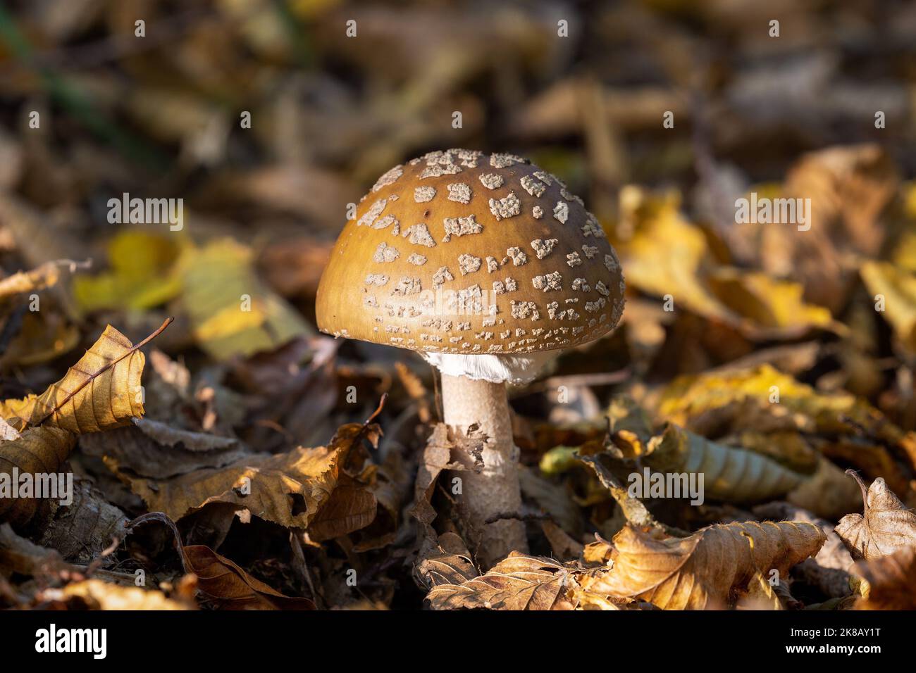 Amanita pantherina, also known as the panther cap Stock Photo - Alamy