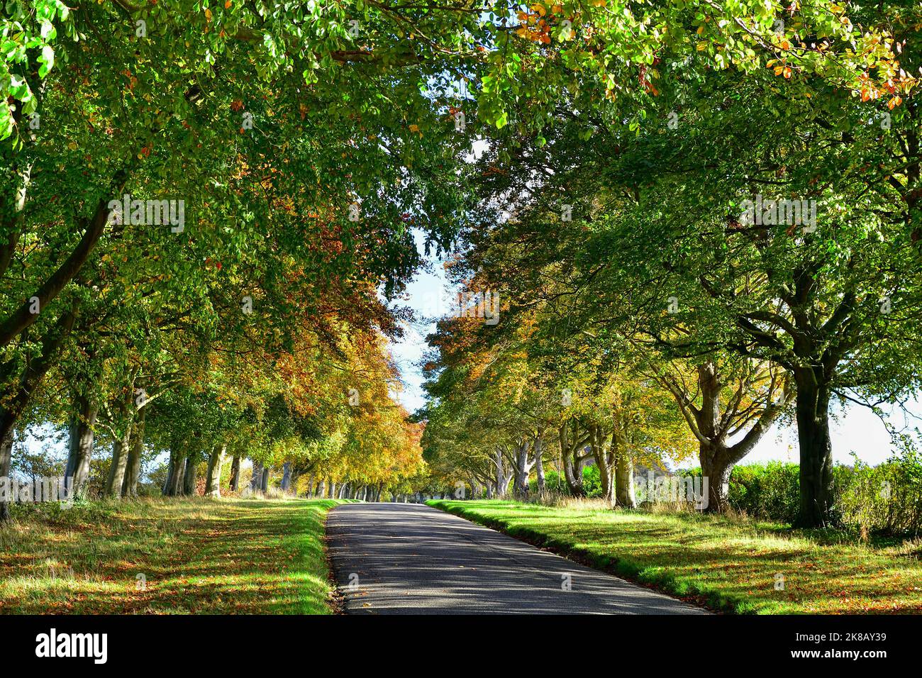 A tree-lined country lane near Sandringham in Norfolk starts changing ...