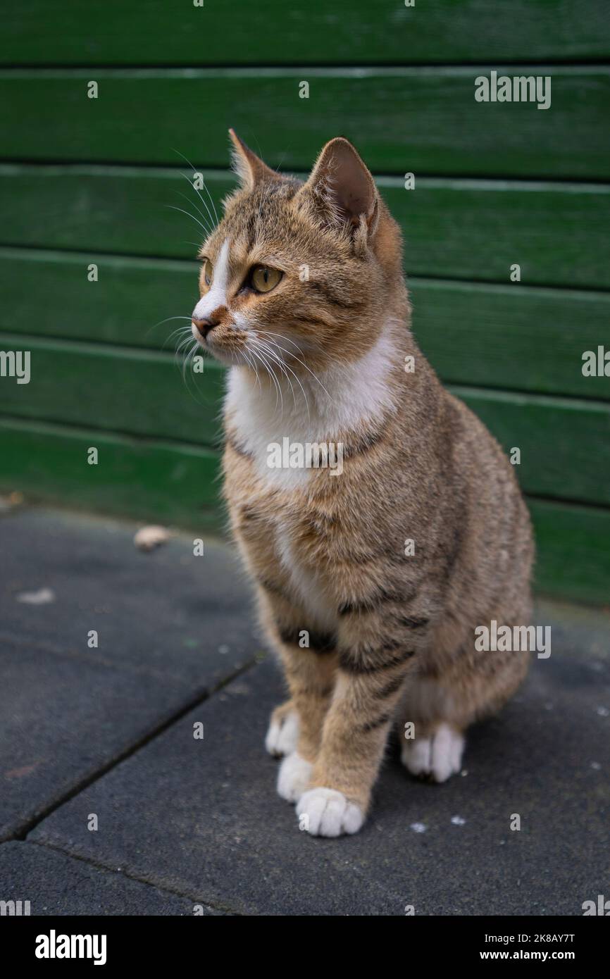 Beautiful cat sitting on the bench Stock Photo - Alamy
