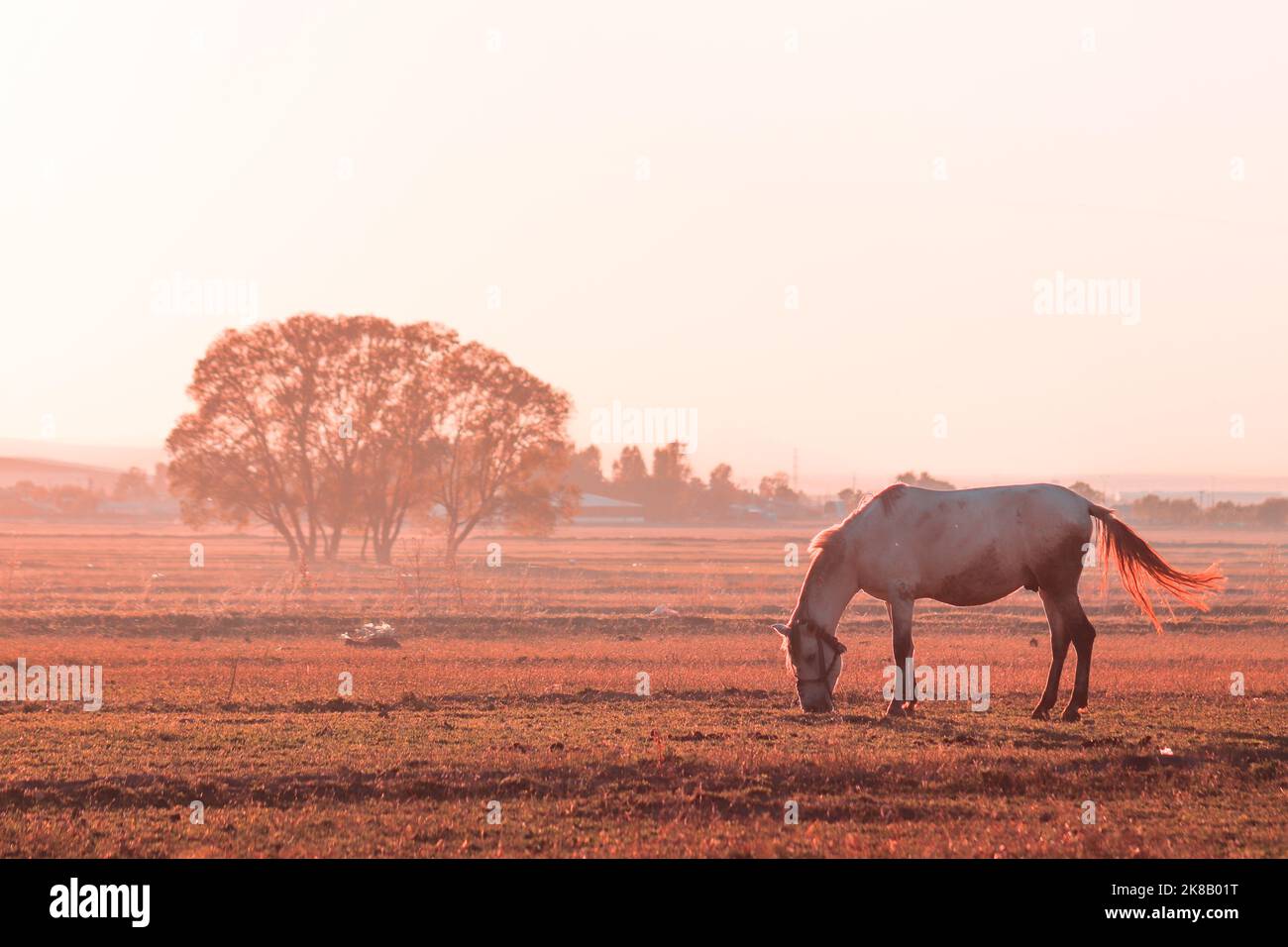Horse grazing on the grassy plains of eastern Turkey. Lowland landscape ...