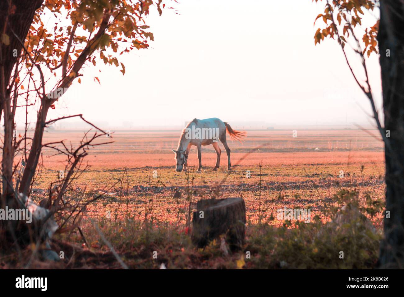 Horse grazing on the grassy plains of eastern Turkey. Lowland landscape ...