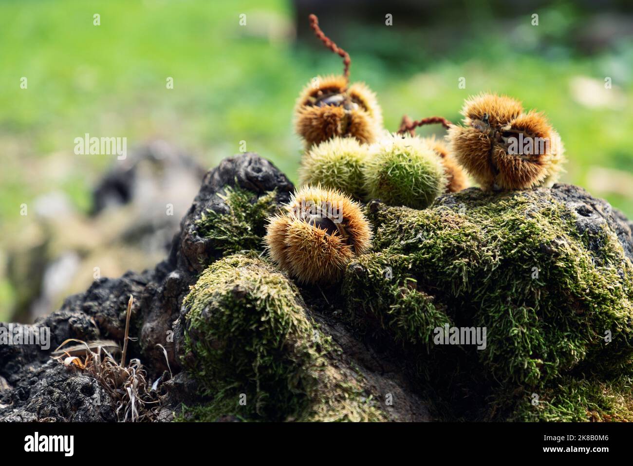 Prickly shell hi-res stock photography and images - Alamy