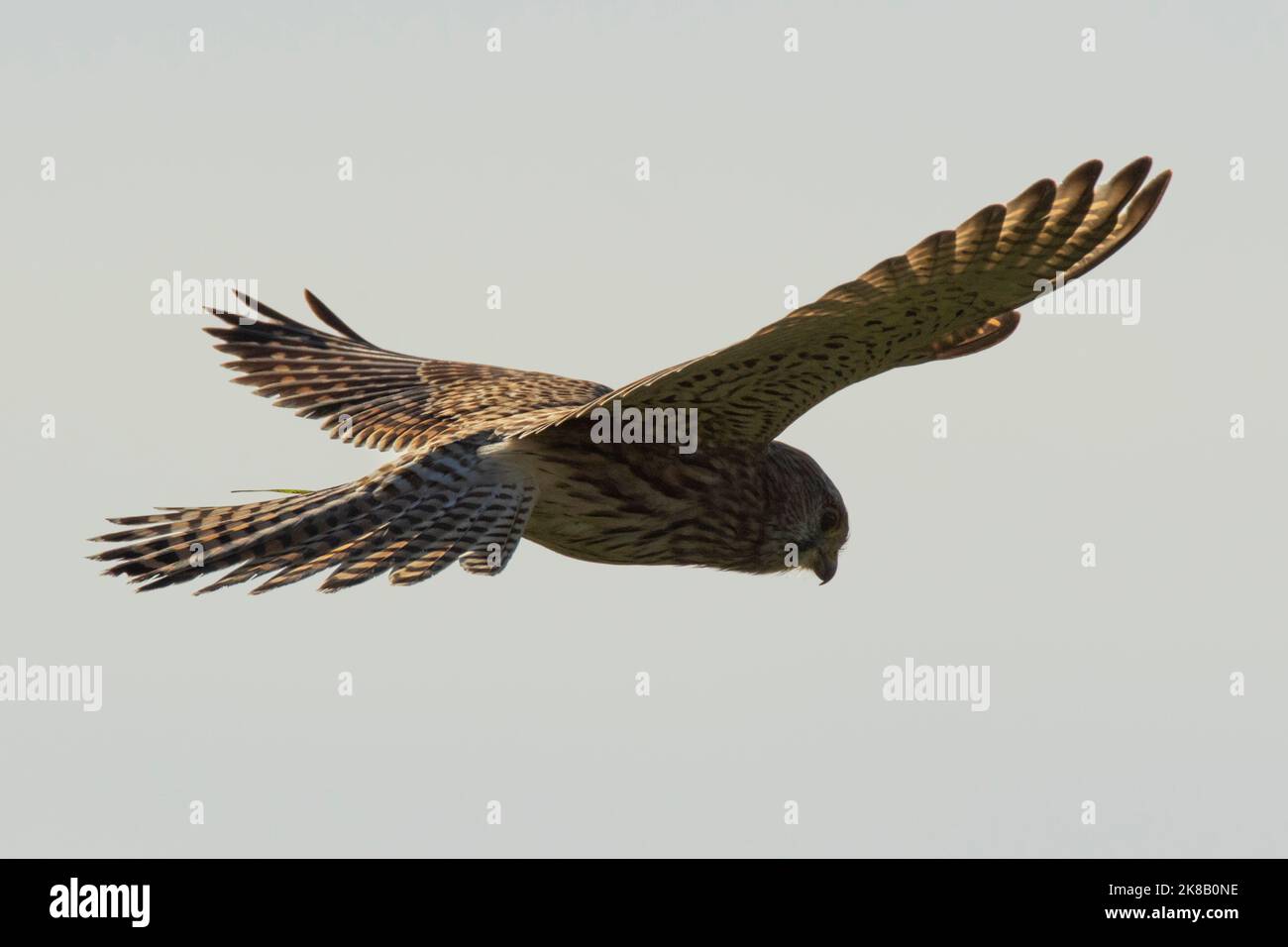 Common Kestrel flying over Wicken Fen, early morning in search of its ...