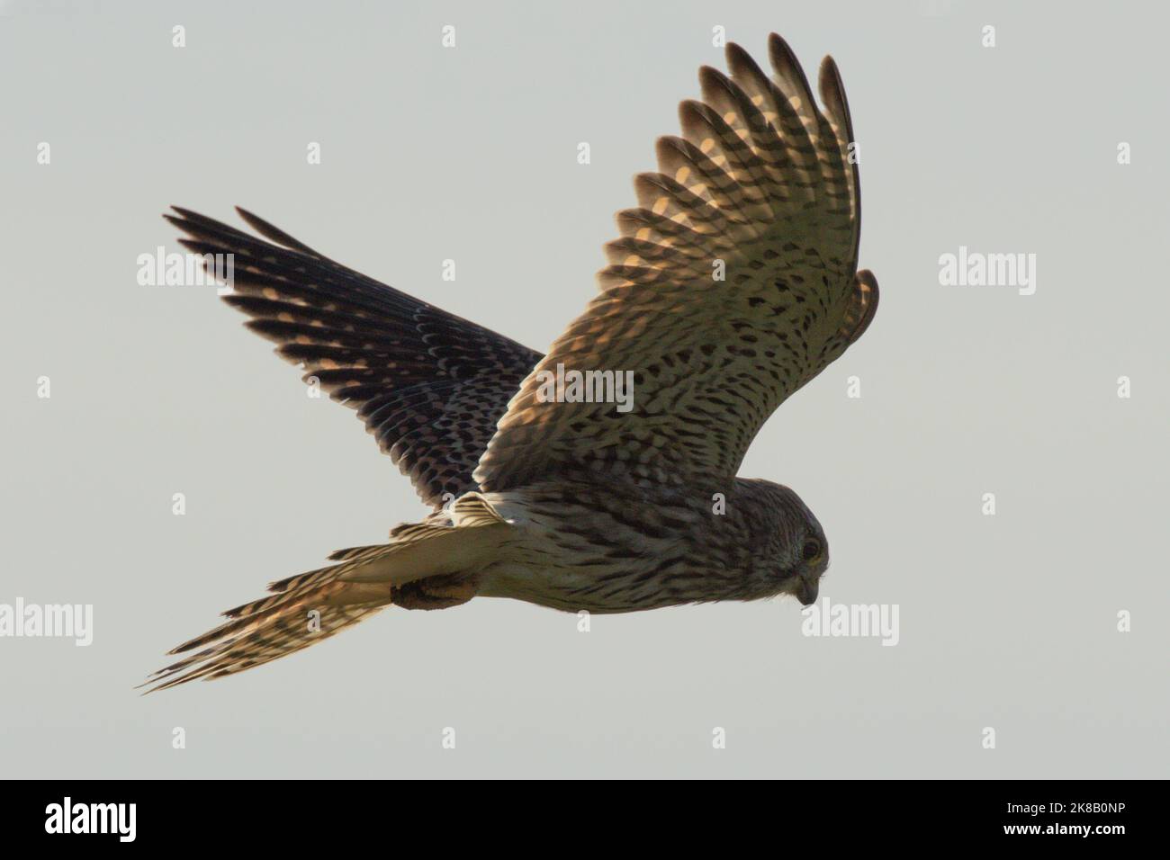 Common Kestrel flying over Wicken Fen, early morning in search of its ...