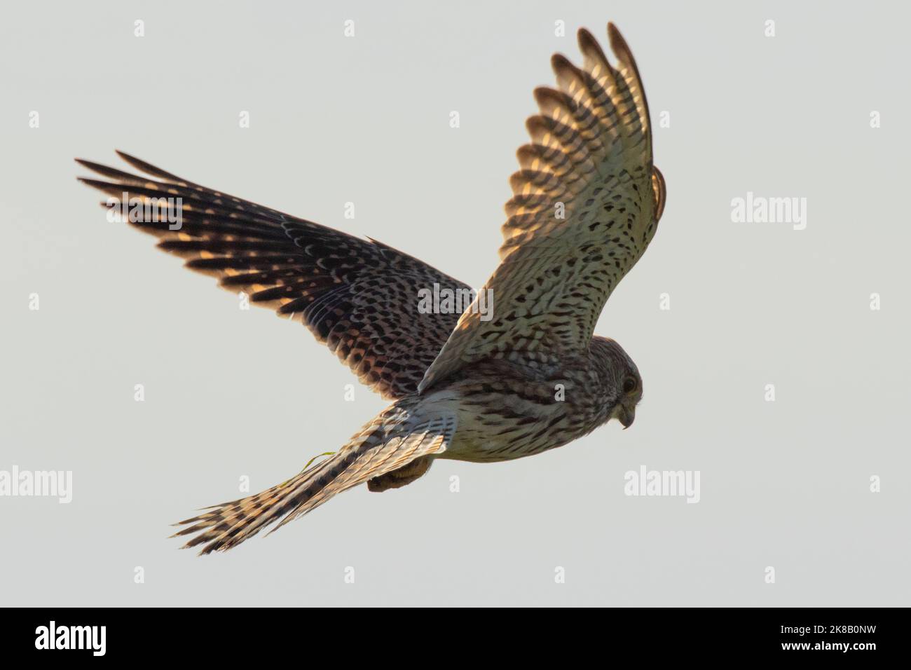 Common kestrel flight hi-res stock photography and images - Alamy