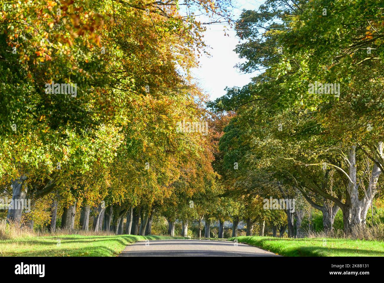 A tree-lines country lane in Norfolk as Autumn arrives and the leaves ... A tree-lines country lane in Norfolk as Autumn arrives and the leaves ...