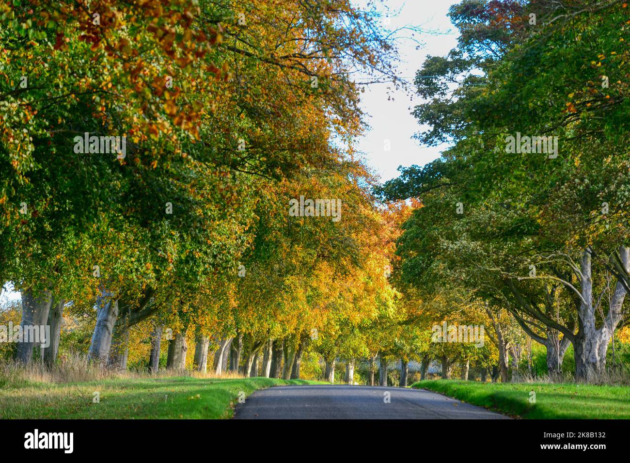 A tree-lines country lane in Norfolk as Autumn arrives and the leaves ...
