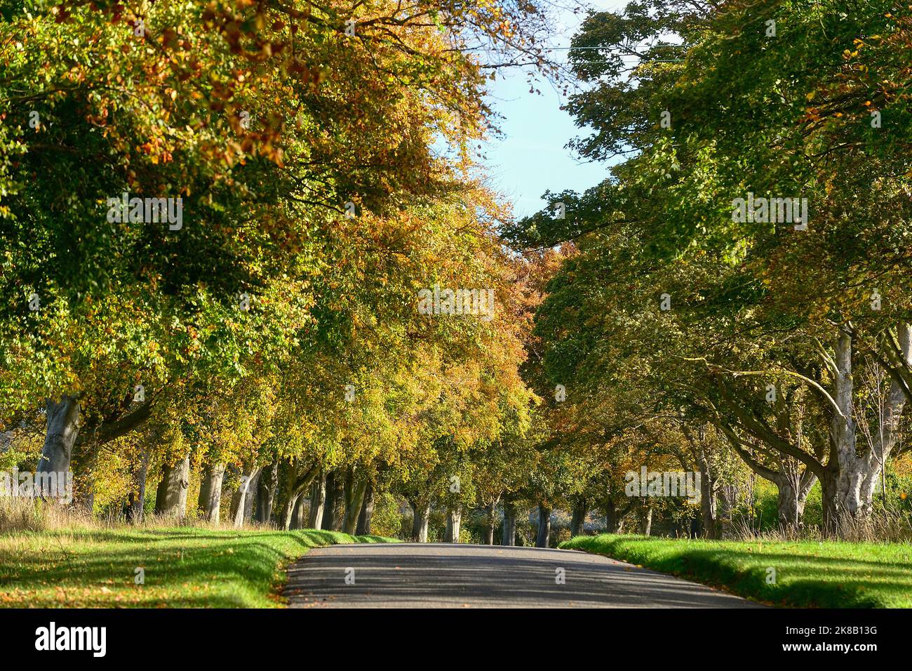 A tree-lines country lane in Norfolk as Autumn arrives and the leaves ...