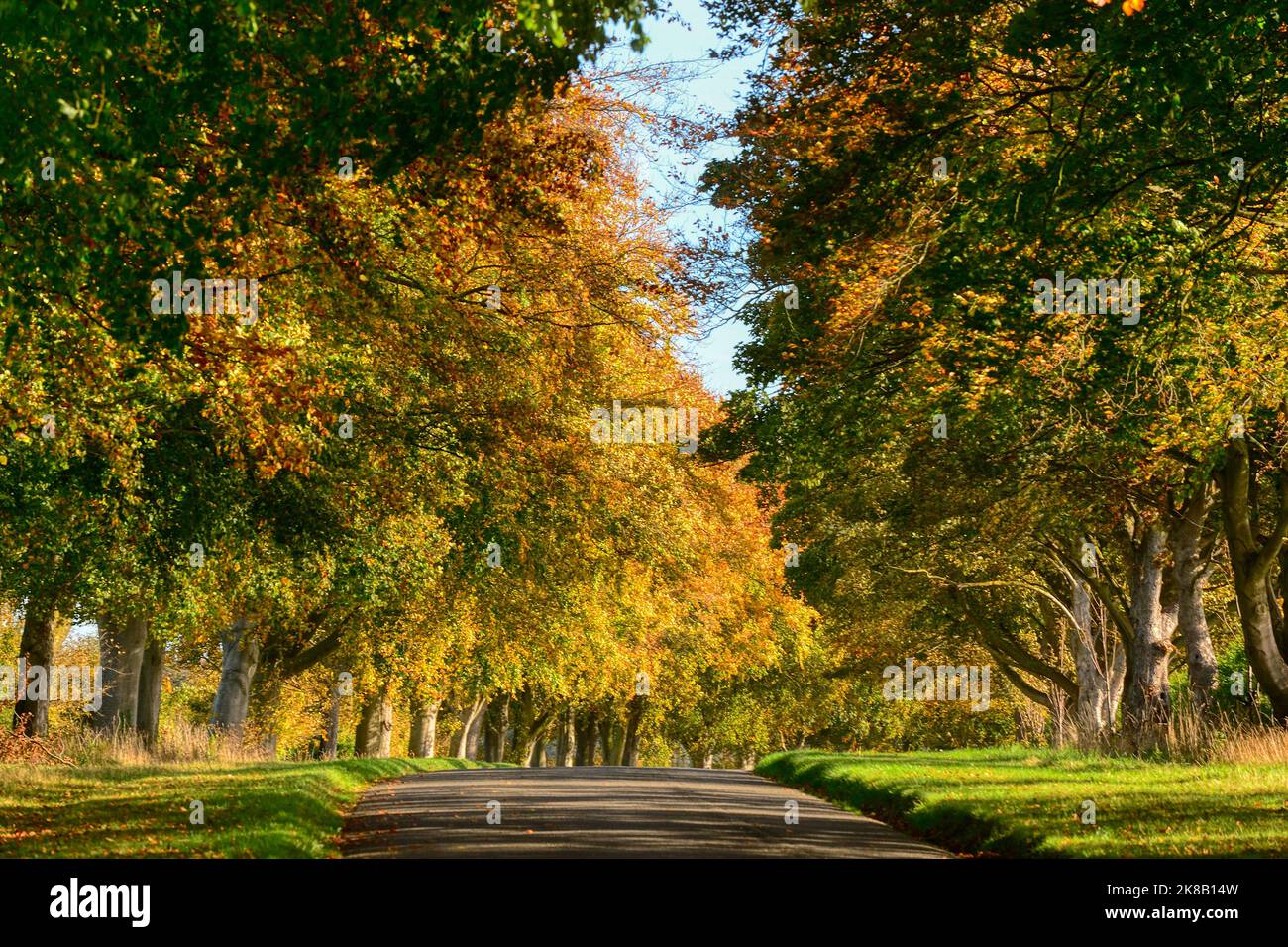 A tree-lines country lane in Norfolk as Autumn arrives and the leaves ... A tree-lines country lane in Norfolk as Autumn arrives and the leaves ...