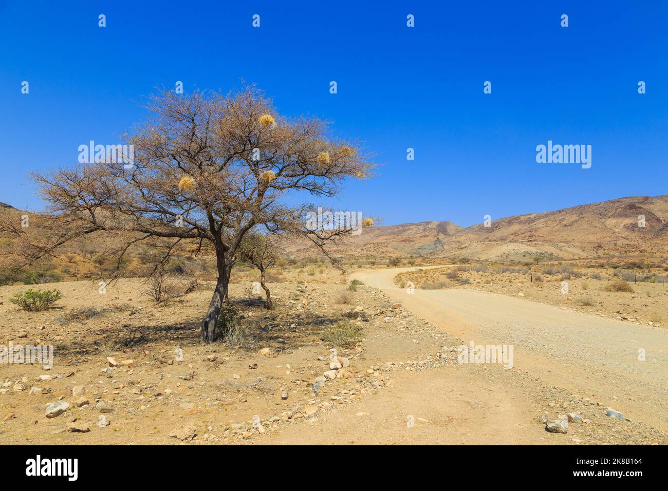 Namibian landscape along the gravel road. Yellow ground and African ...