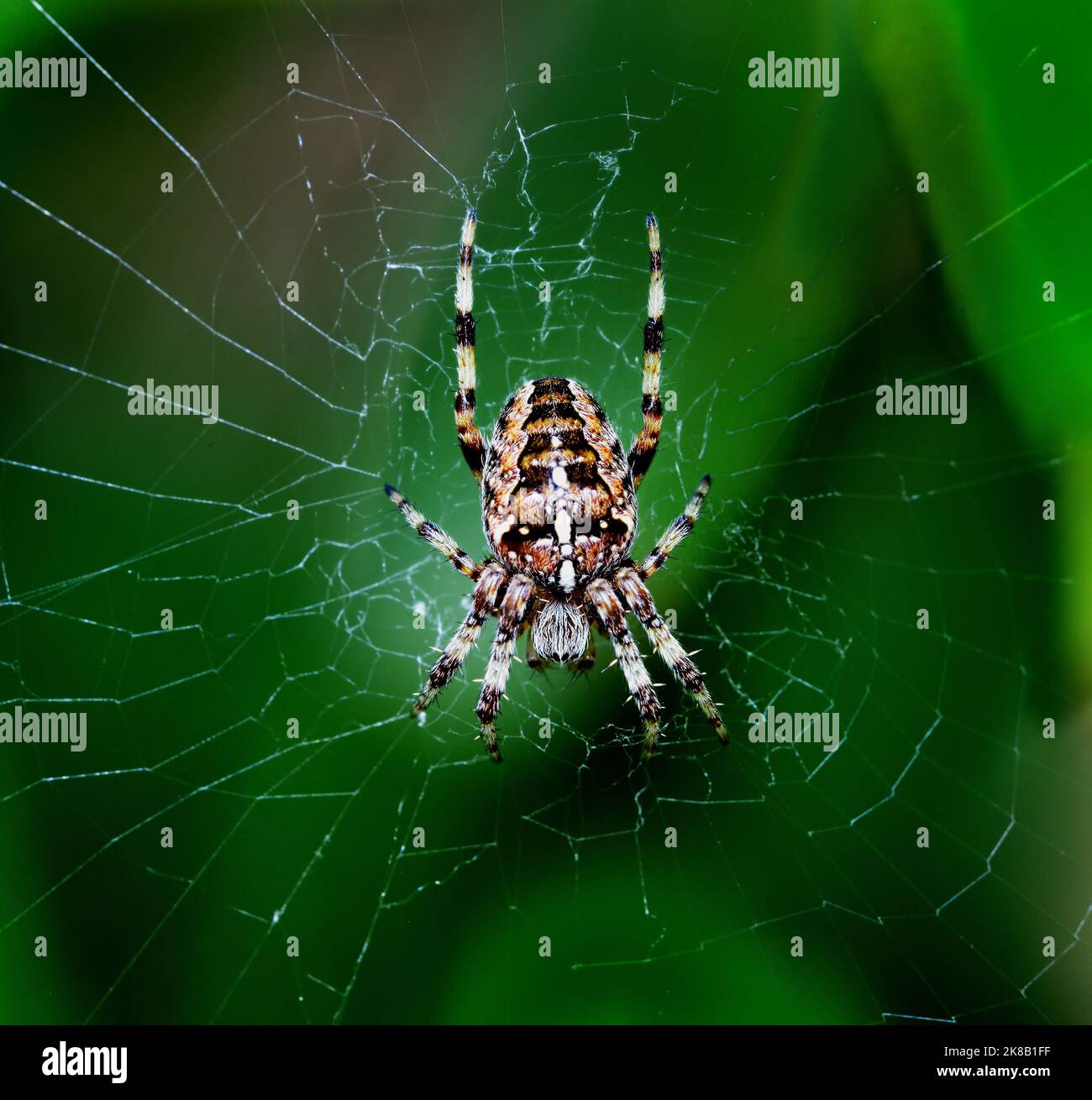 Cross Orb-Weaver Spider on is web Stock Photo - Alamy