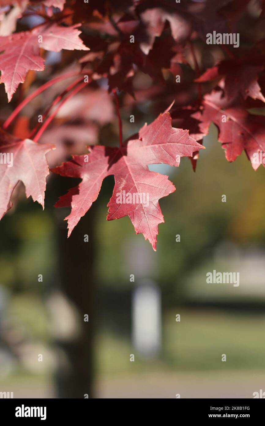 Bright red maple leaves bursting with the fall colors Stock Photo - Alamy