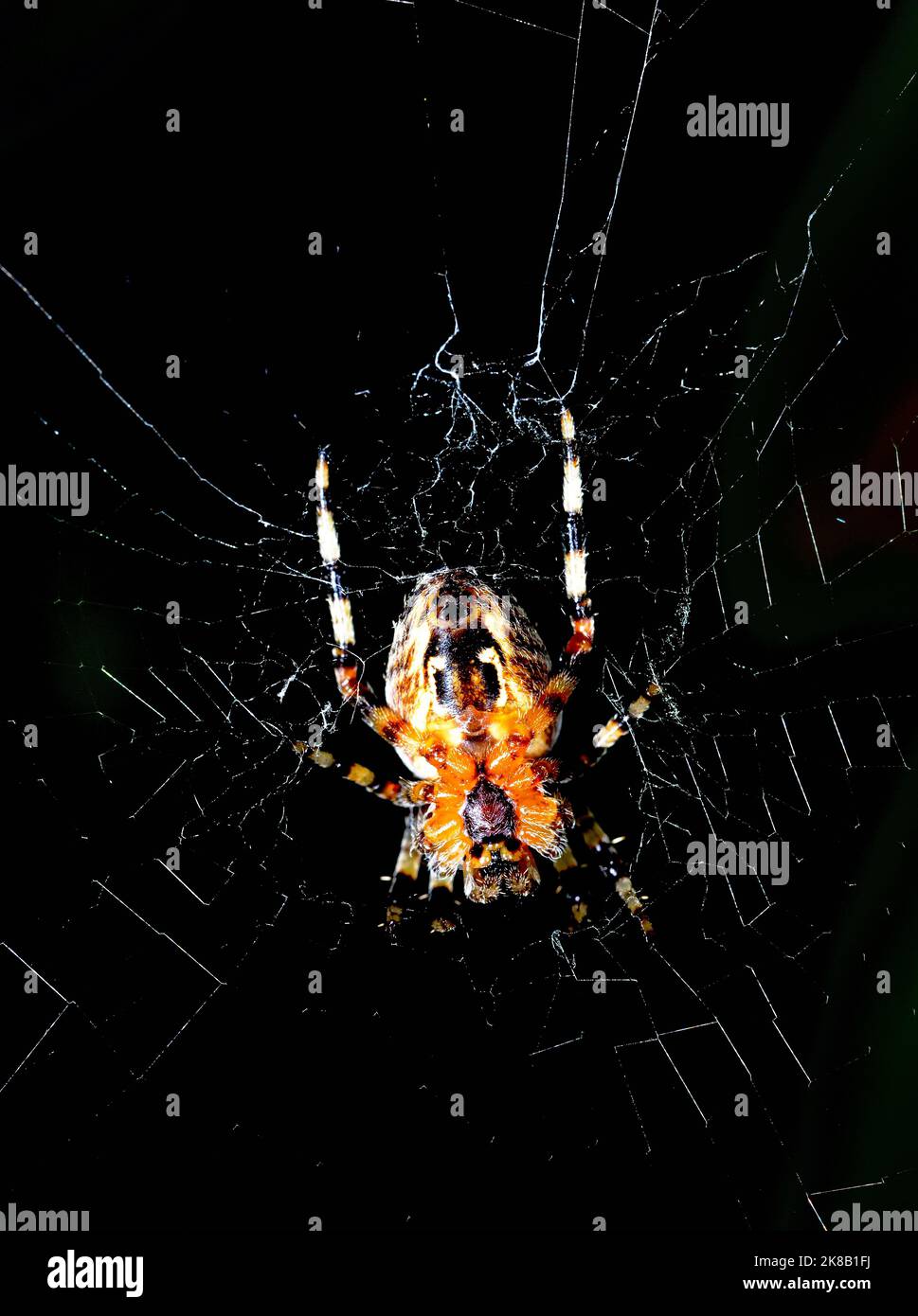 Cross shaped spider web hi-res stock photography and images - Alamy