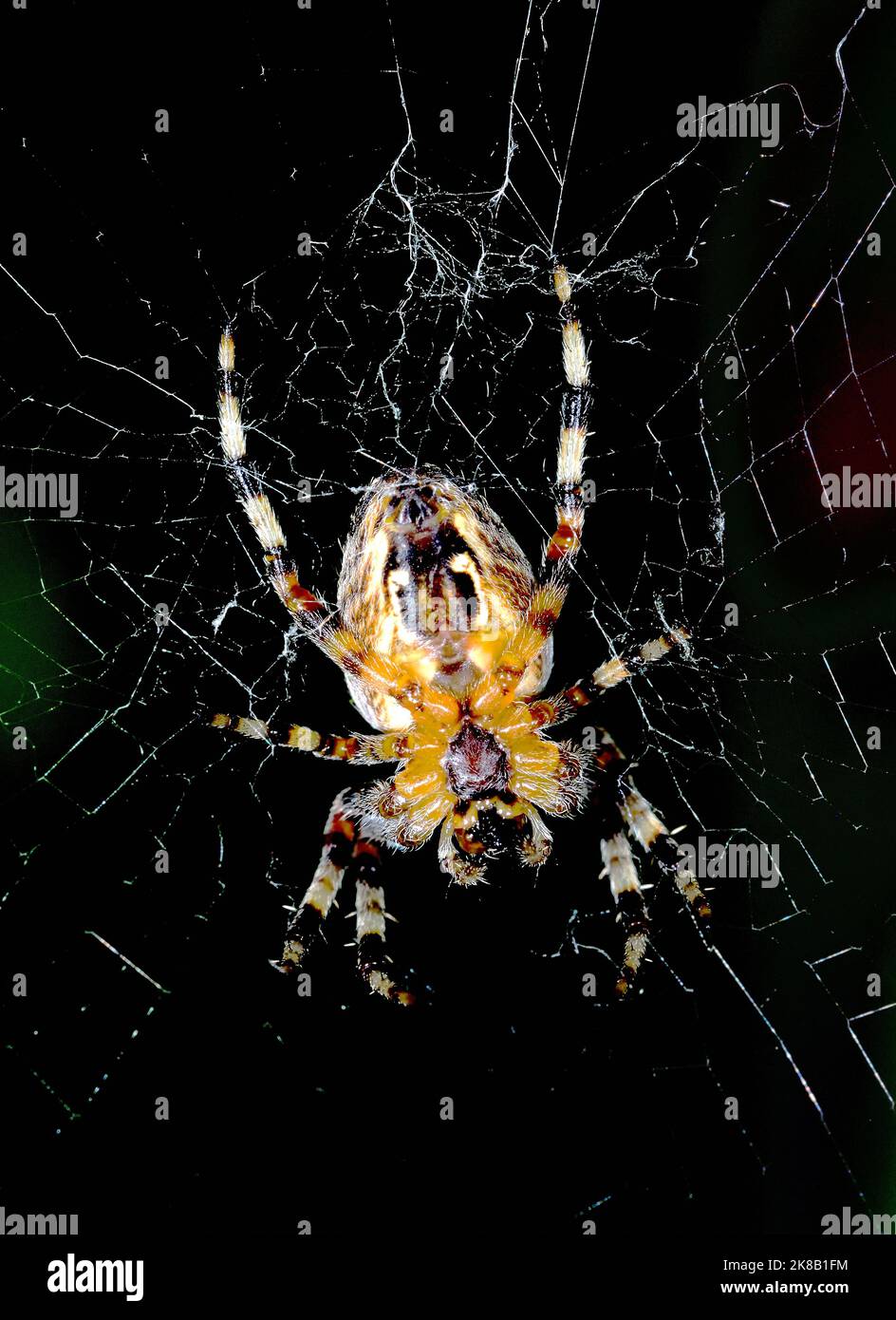 Cross Orb-Weaver Spider on is web Stock Photo - Alamy