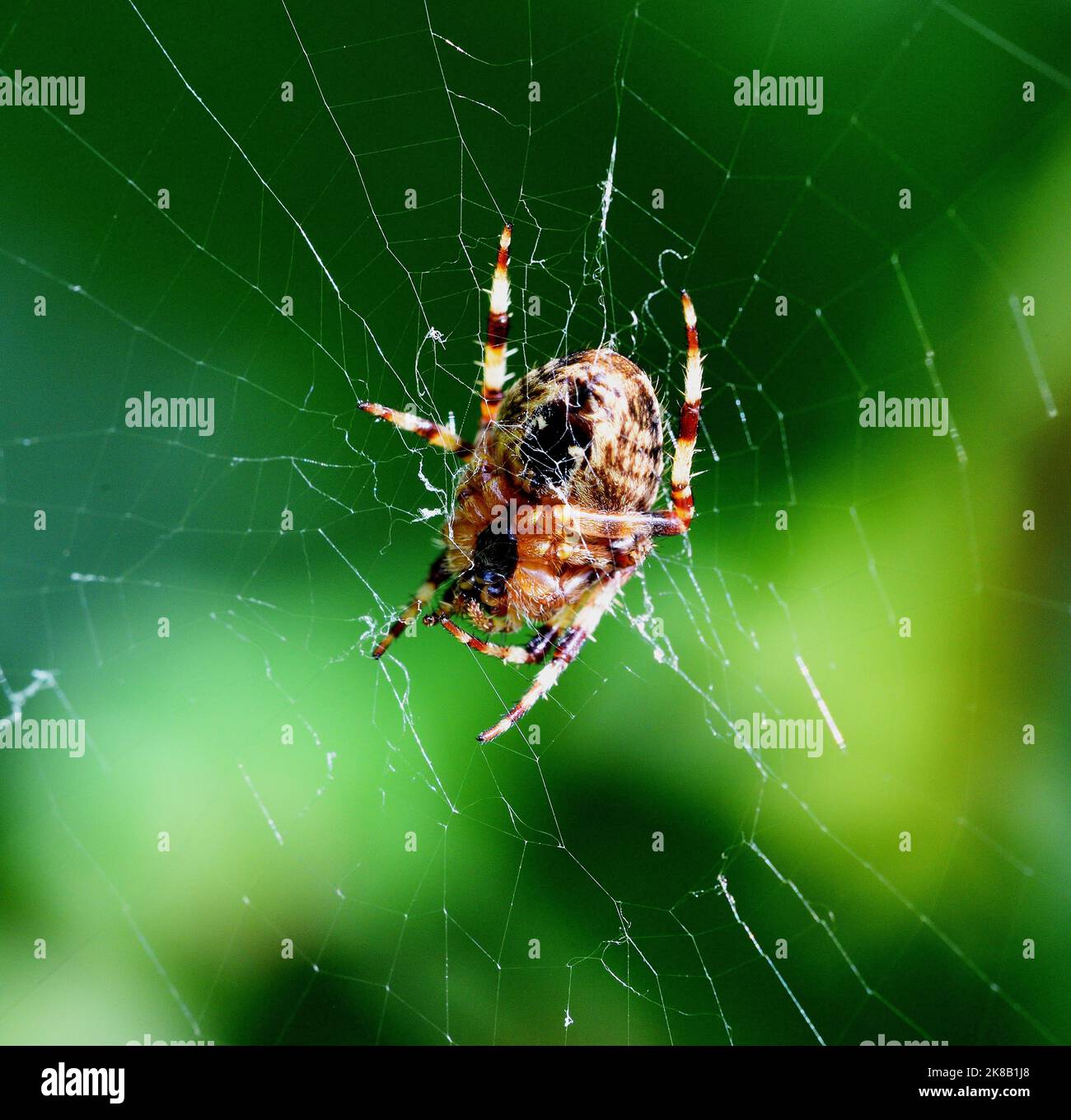 Cross Orb-Weaver Spider on is web Stock Photo - Alamy