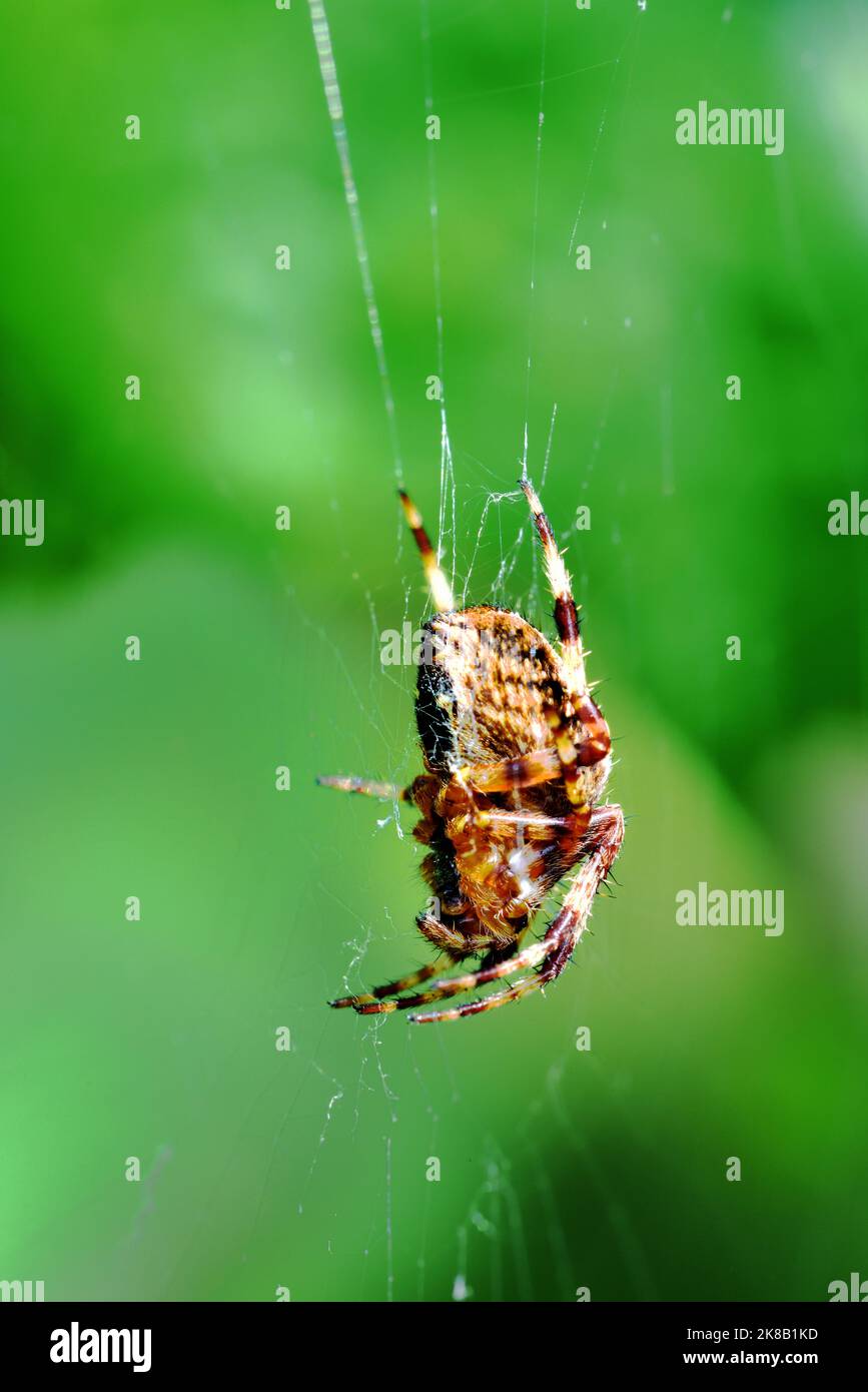 Cross Orb-Weaver Spider on is web Stock Photo - Alamy