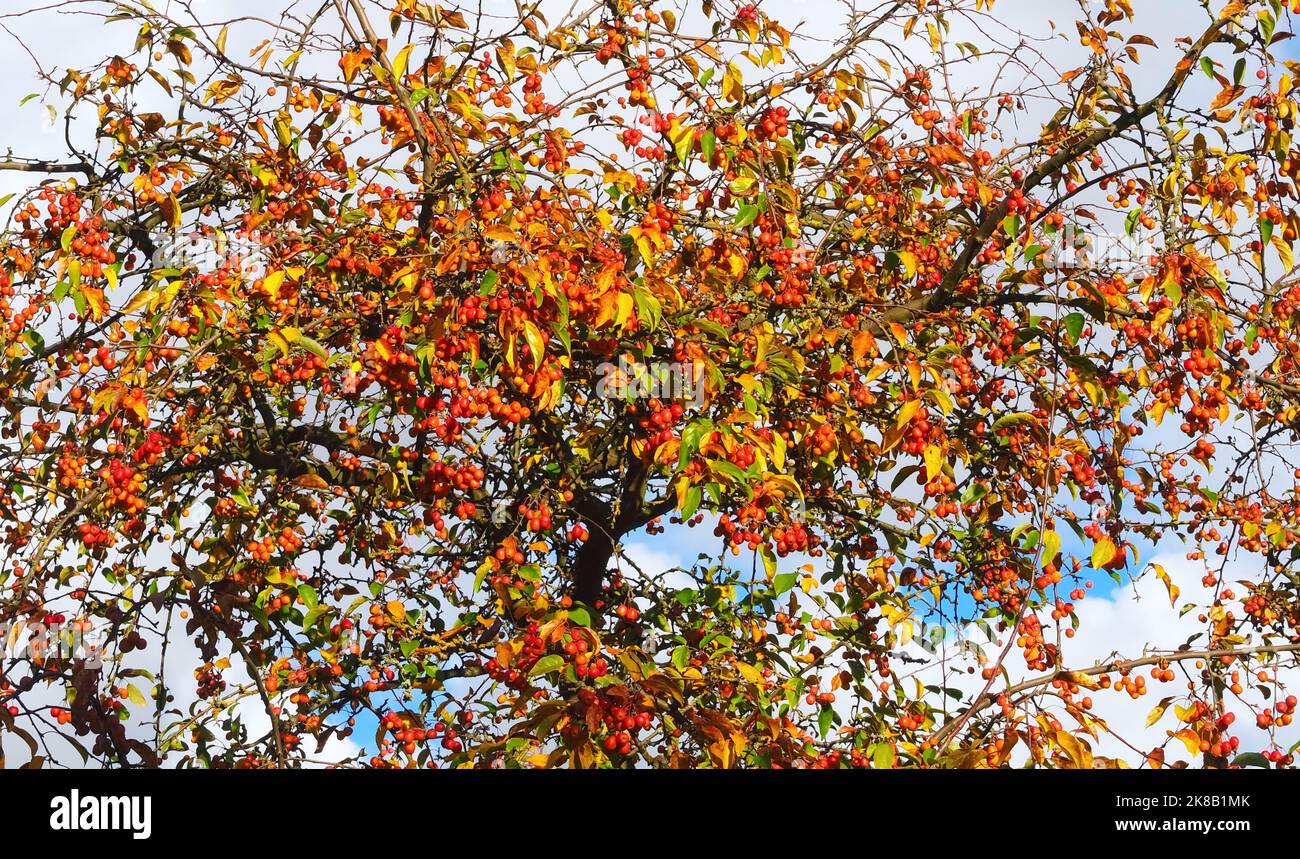 Crab apple ornamental tree with apples in autumn Stock Photo - Alamy