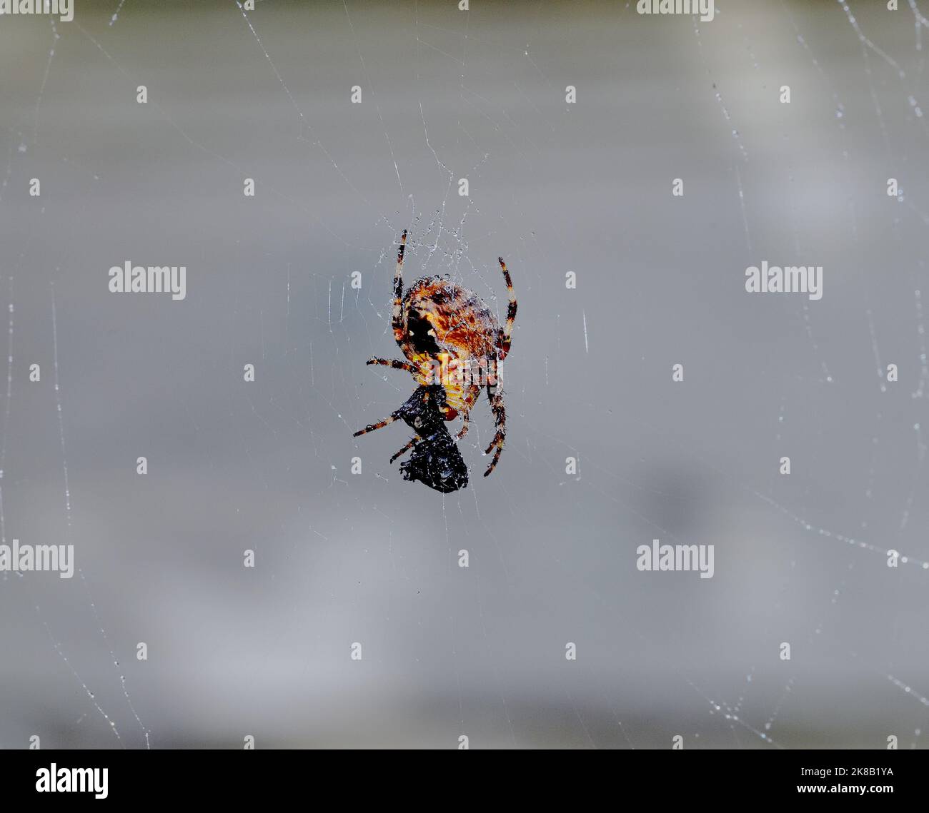 Cross Orb-Weaver Spider eating its prey Stock Photo - Alamy