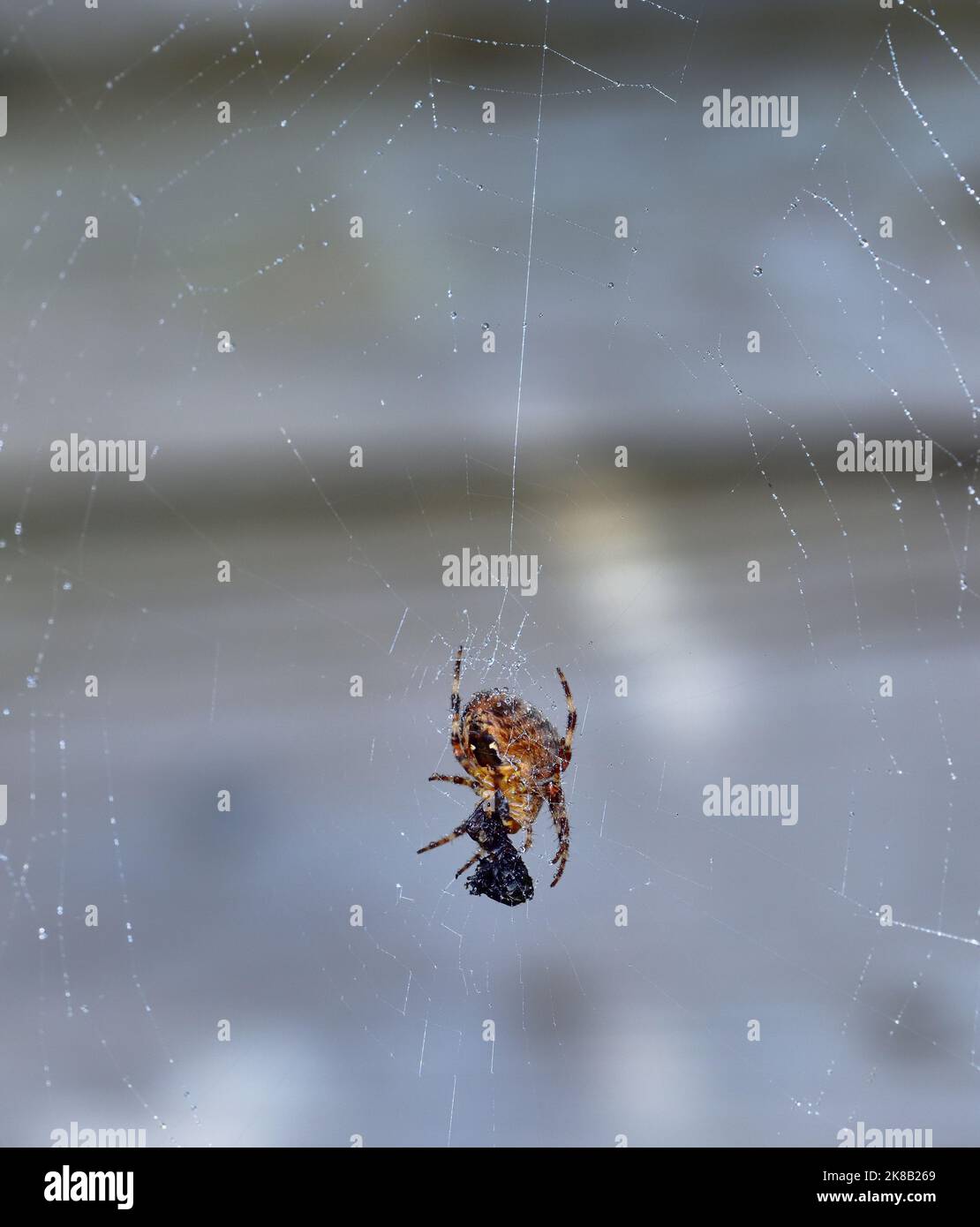 Cross Orb-Weaver Spider eating its prey Stock Photo - Alamy