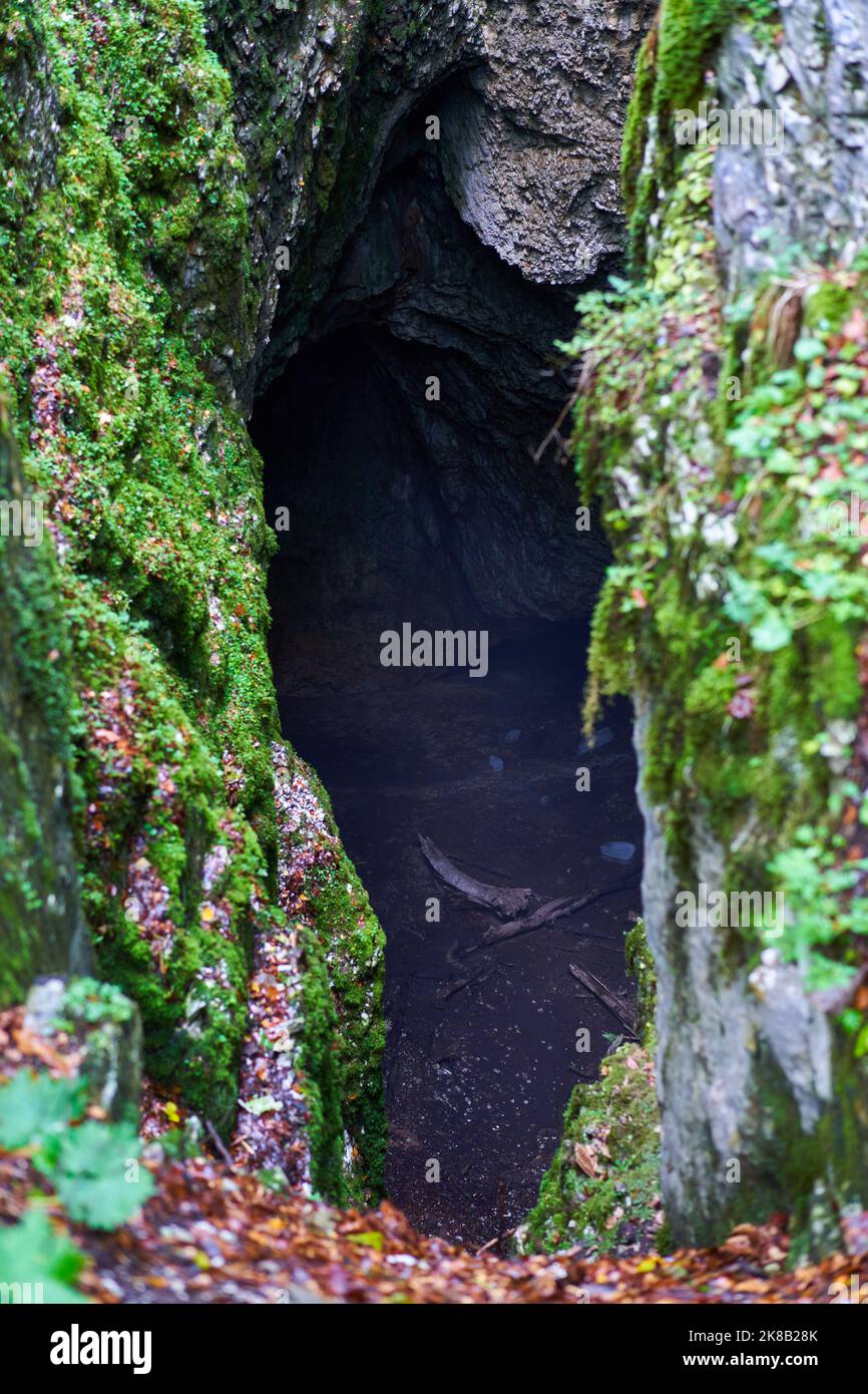 Cave entrance in a pine forest, with a large opening Stock Photo - Alamy