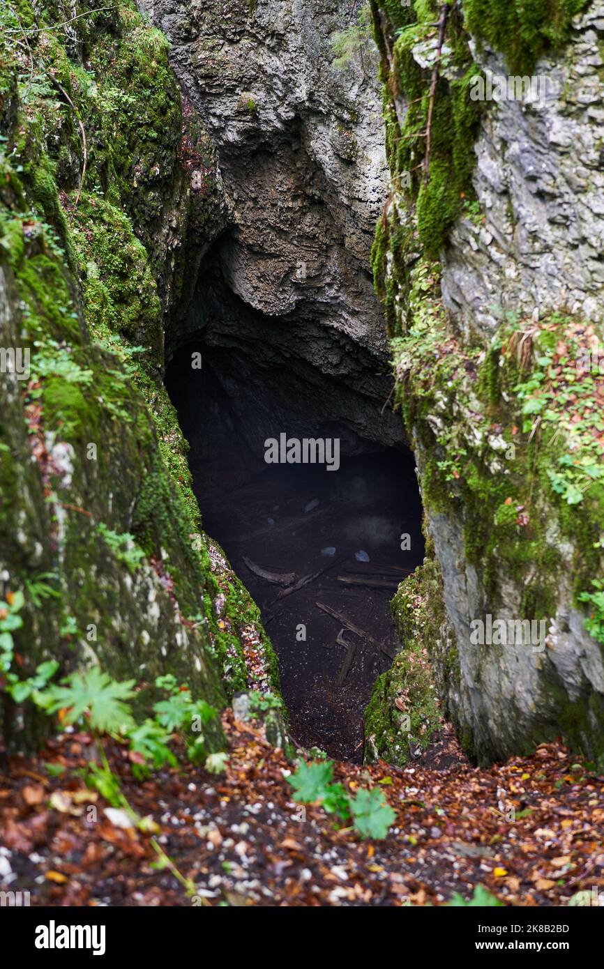 Cave entrance in a pine forest, with a large opening Stock Photo - Alamy