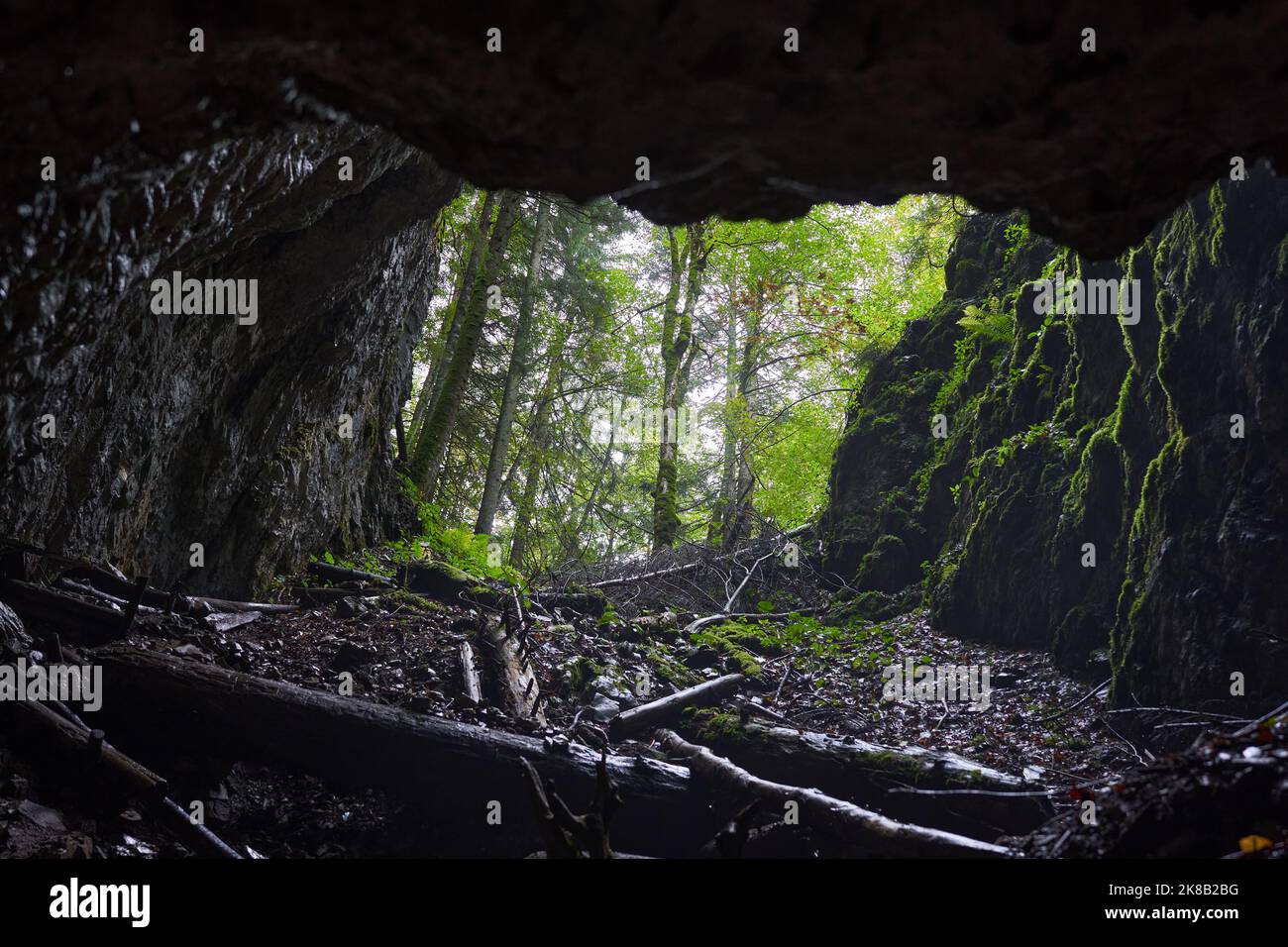 Cave entrance in a pine forest, with a large opening Stock Photo - Alamy