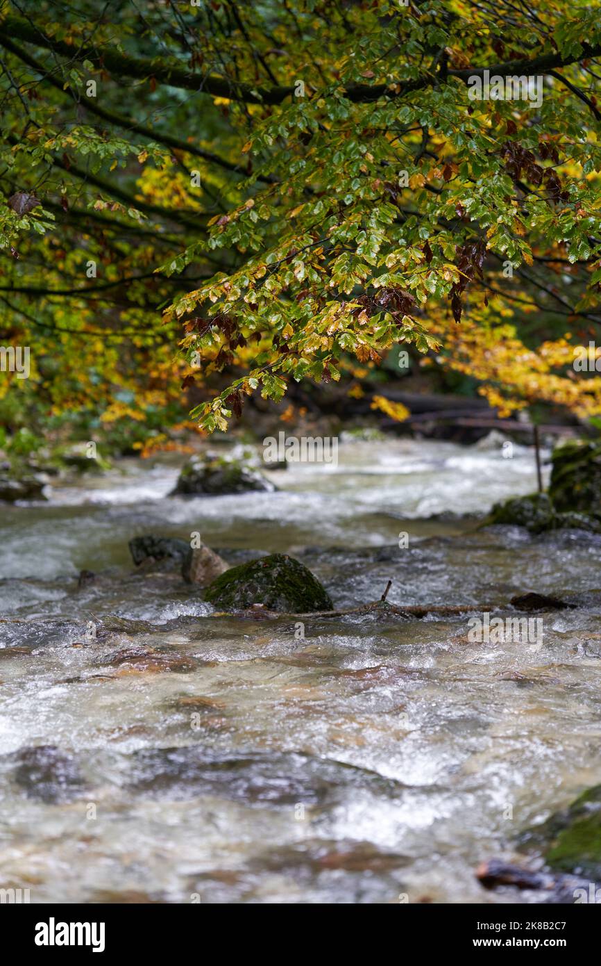 River rapids through a canyon in a mountain with lush vegetation Stock ...