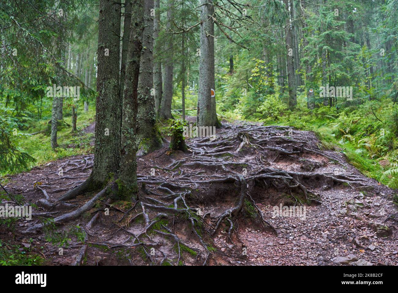 Landscape with protruding roots from trees in the lush forest Stock ...