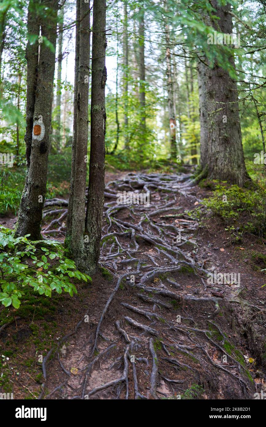 Landscape with protruding roots from trees in the lush forest Stock ...