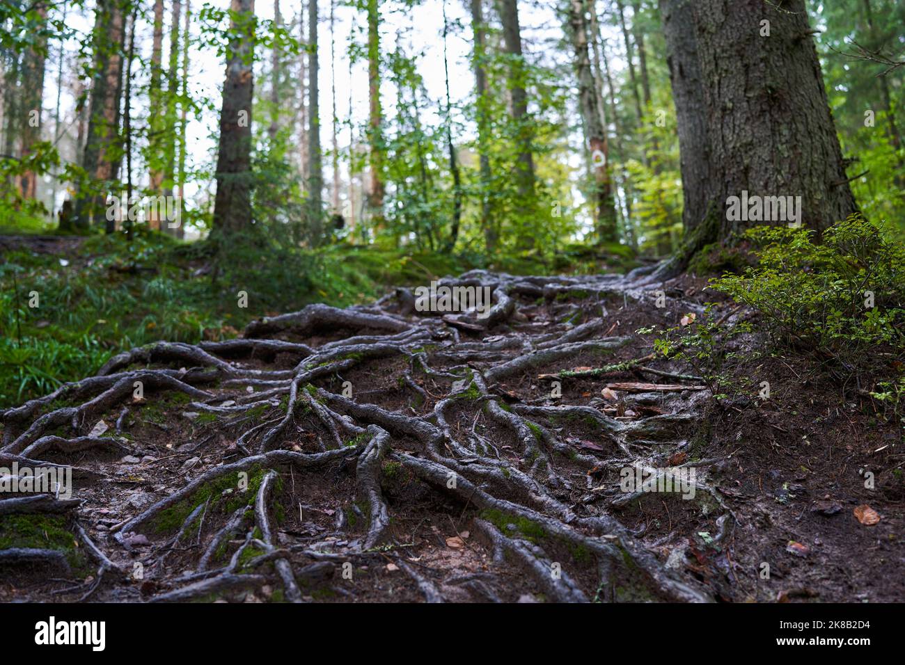 Landscape with protruding roots from trees in the lush forest Stock ...