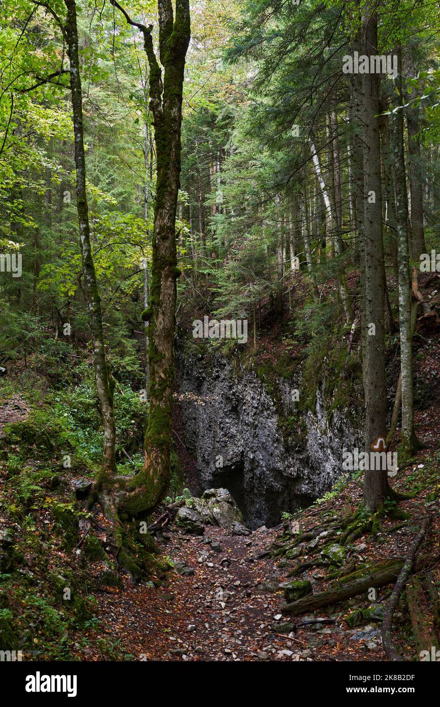 Cave entrance in a pine forest, with a large opening Stock Photo - Alamy