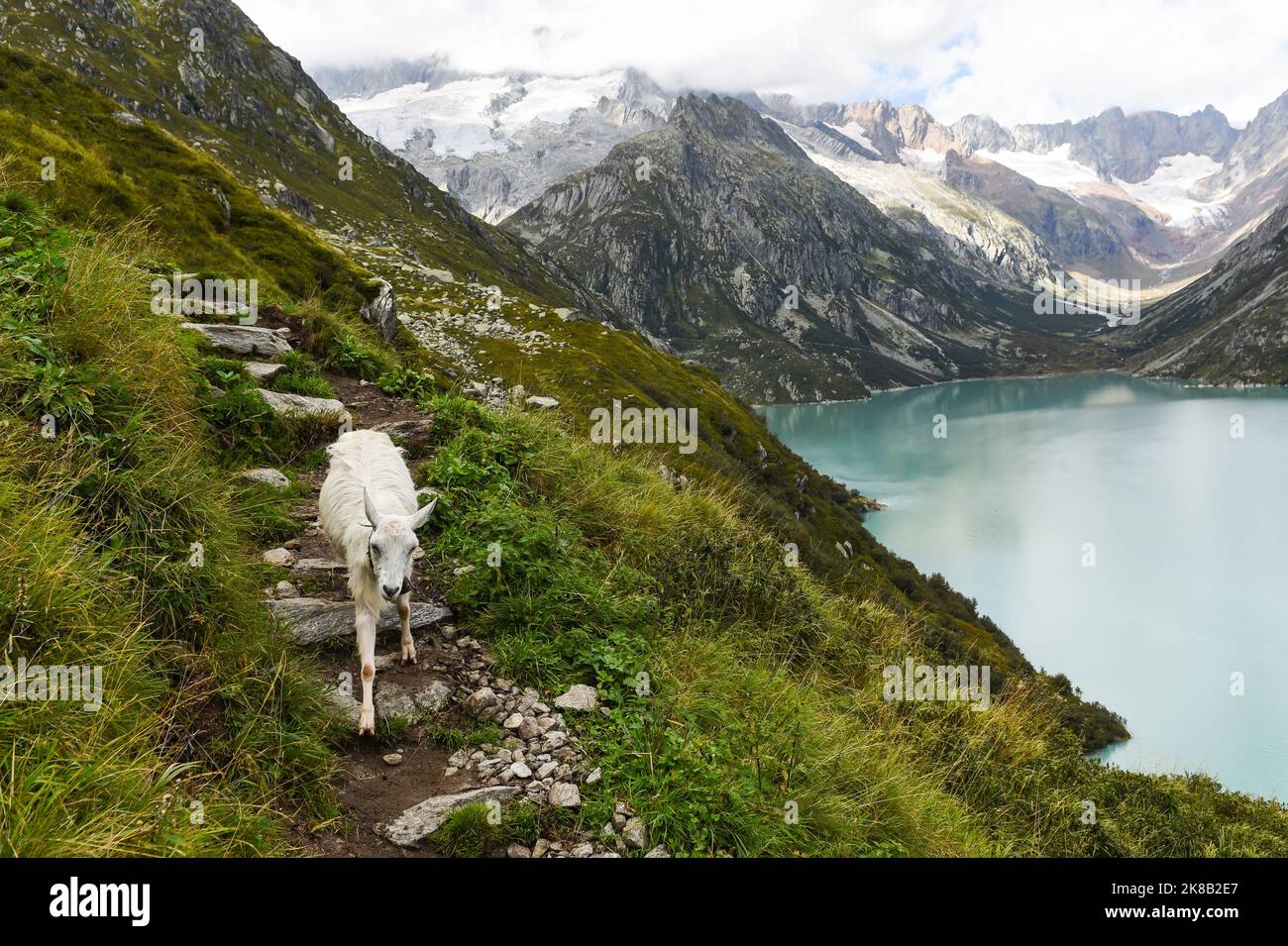 goat walking hiking path down Stock Photo - Alamy