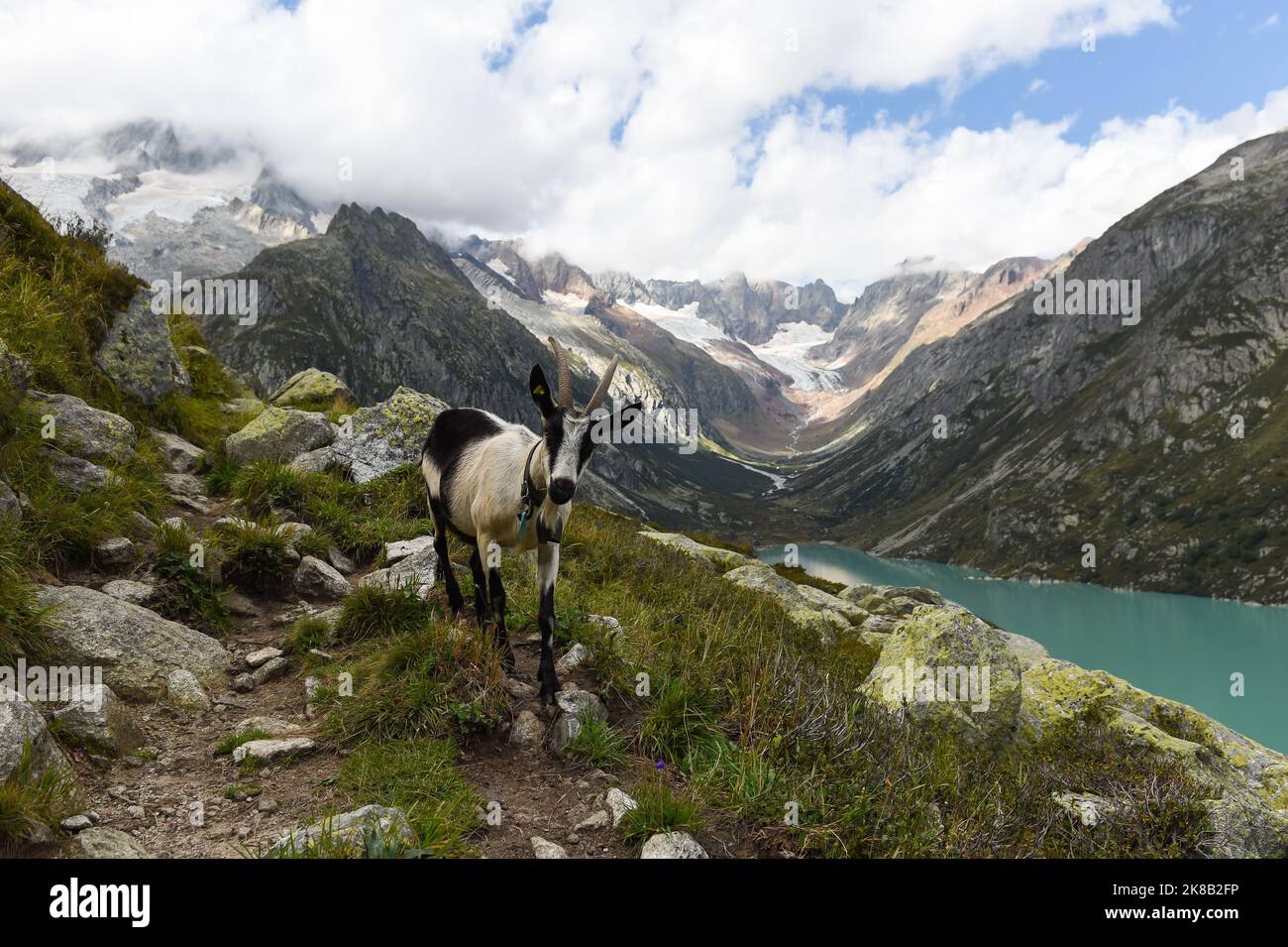 goat hiking on the Göscheneralpsee Stock Photo - Alamy