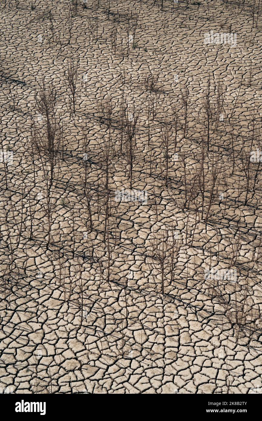 Dry desert landscape with a parched trees as a metaphor for global ...