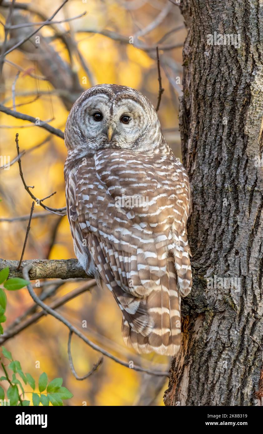 Barred owl back for the fall on the trails of Mont St-Bruno. The latter ...