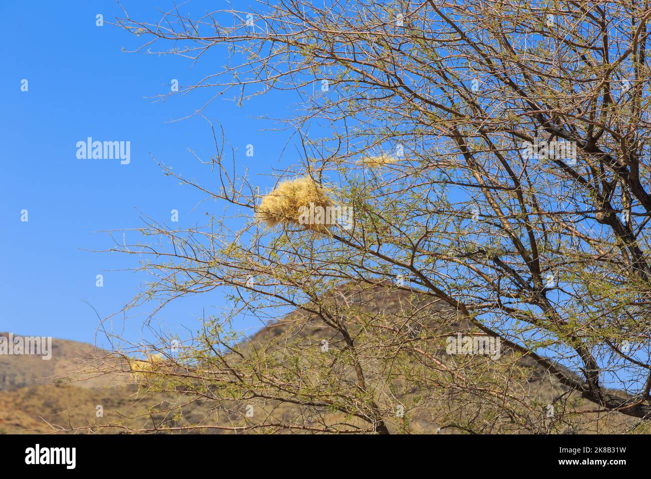 Communal nest of sociable weavers ,Philetairus socius, African ...