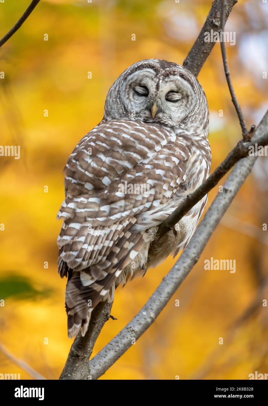 Barred owl back for the fall on the trails of Mont St-Bruno. The latter ...