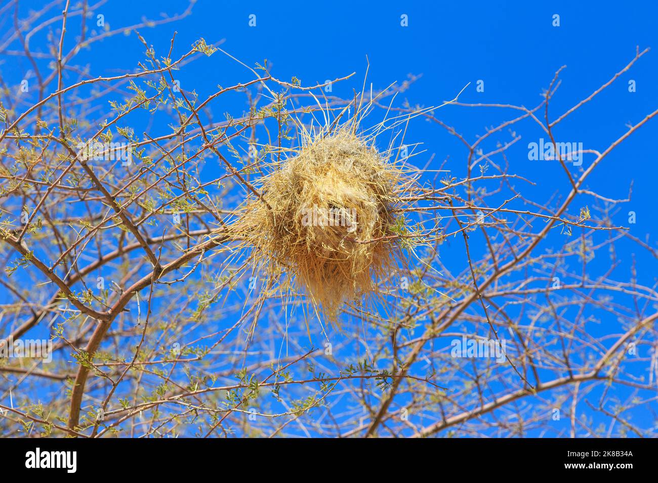 Communal nest of sociable weavers ,Philetairus socius, African ...