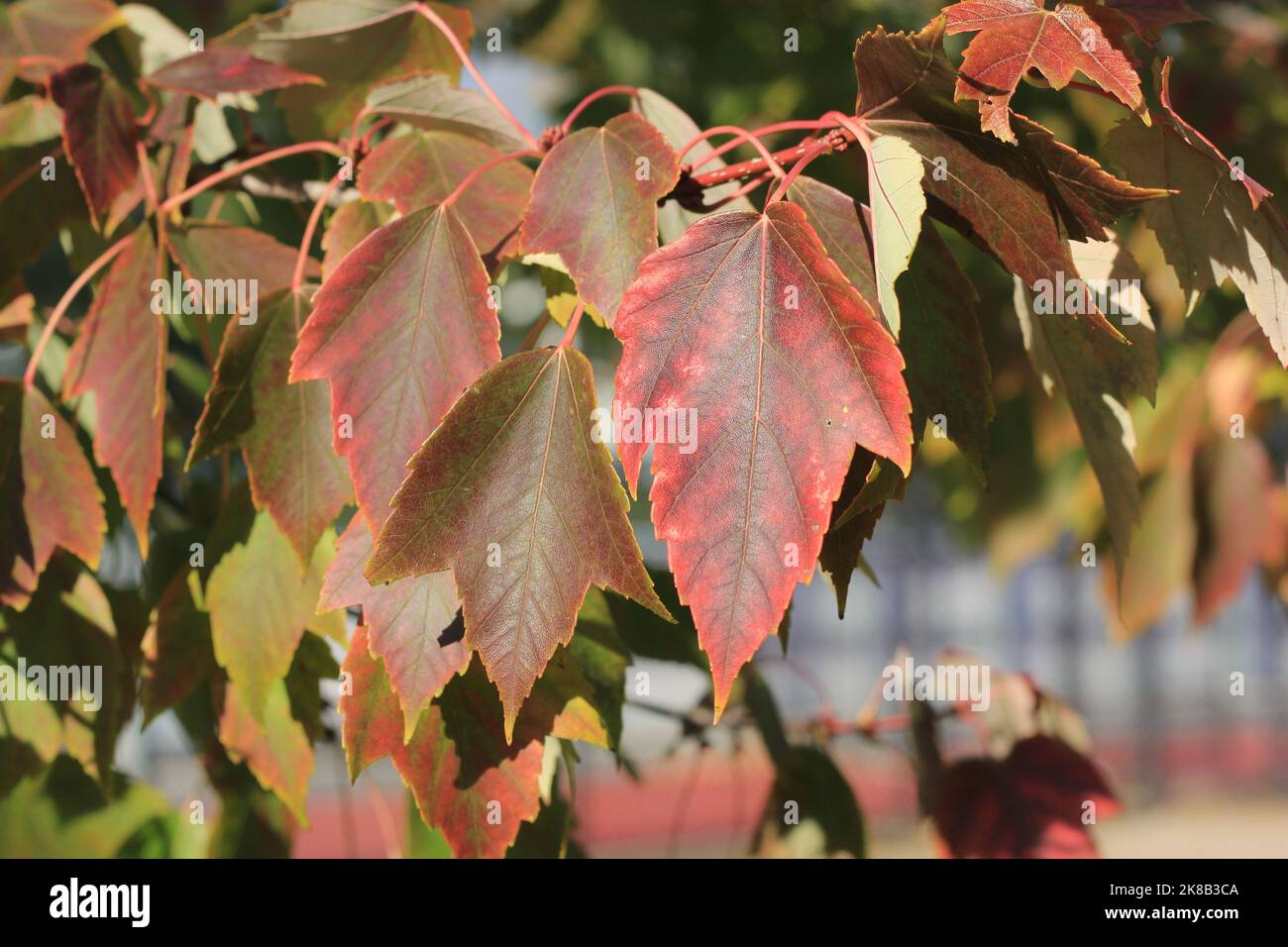 Bright red maple leaves bursting with the fall colors Stock Photo - Alamy