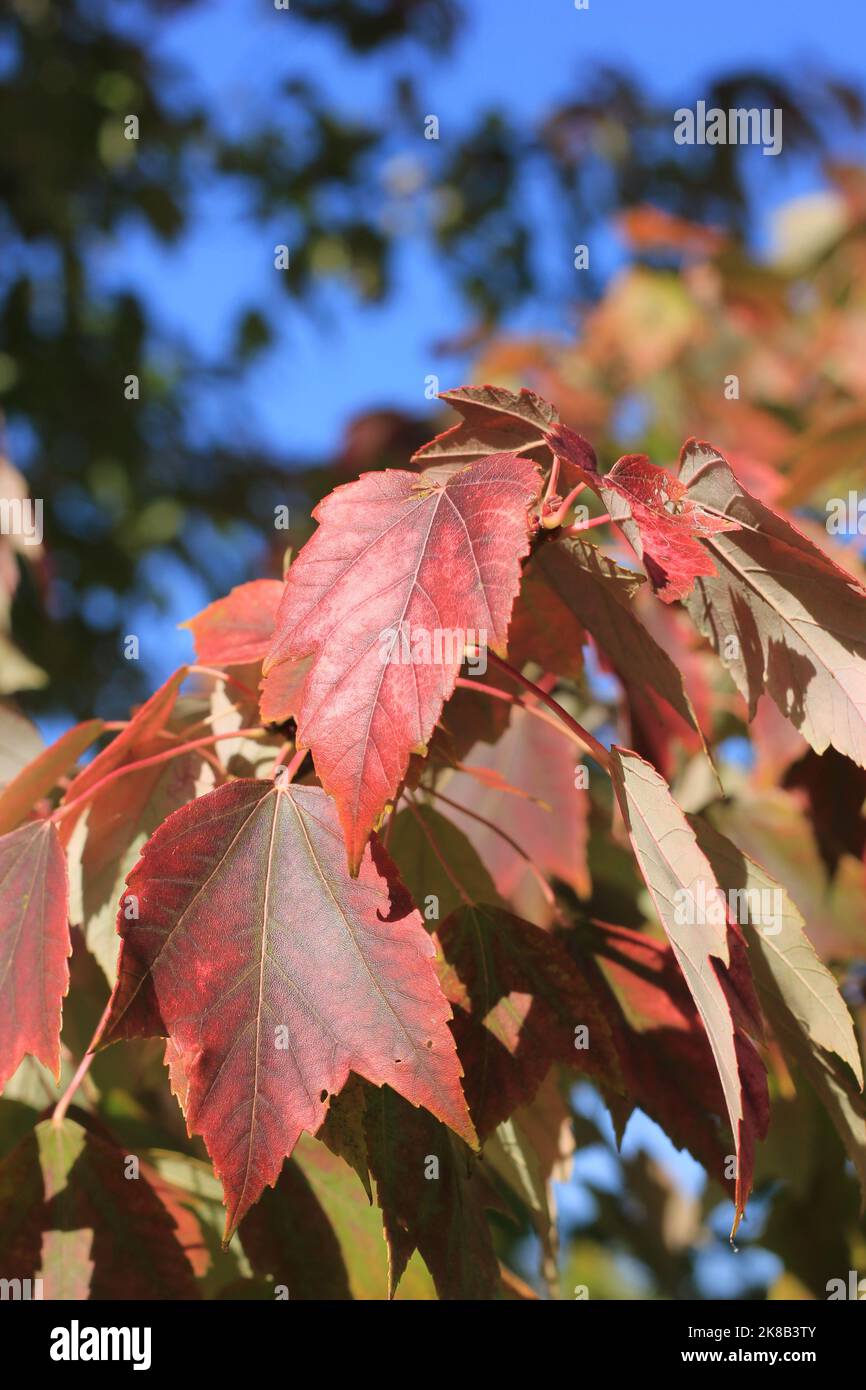 Bright red maple leaves bursting with the fall colors Stock Photo - Alamy