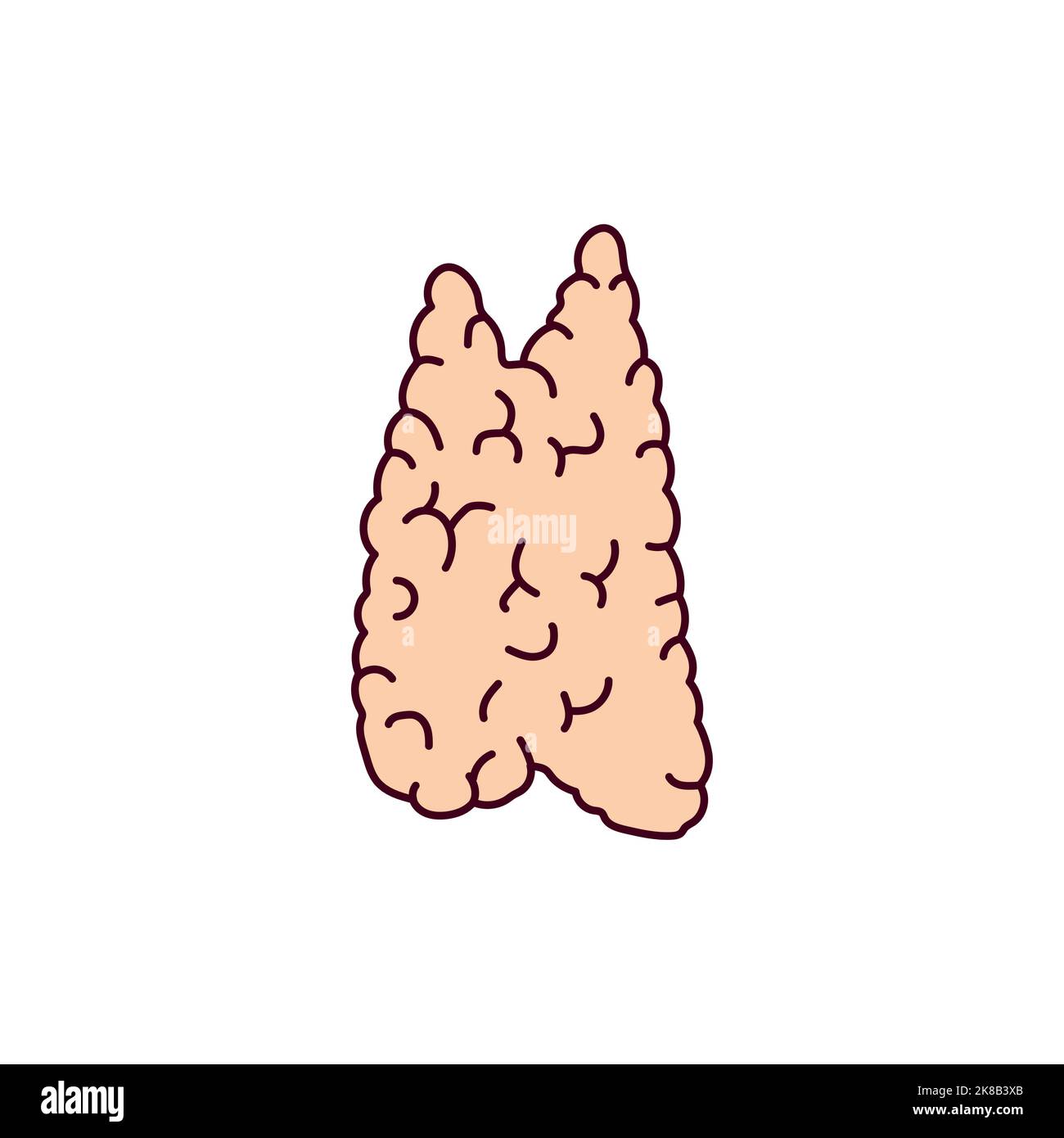 The thymus and the thyroid gland Stock Vector Images - Alamy