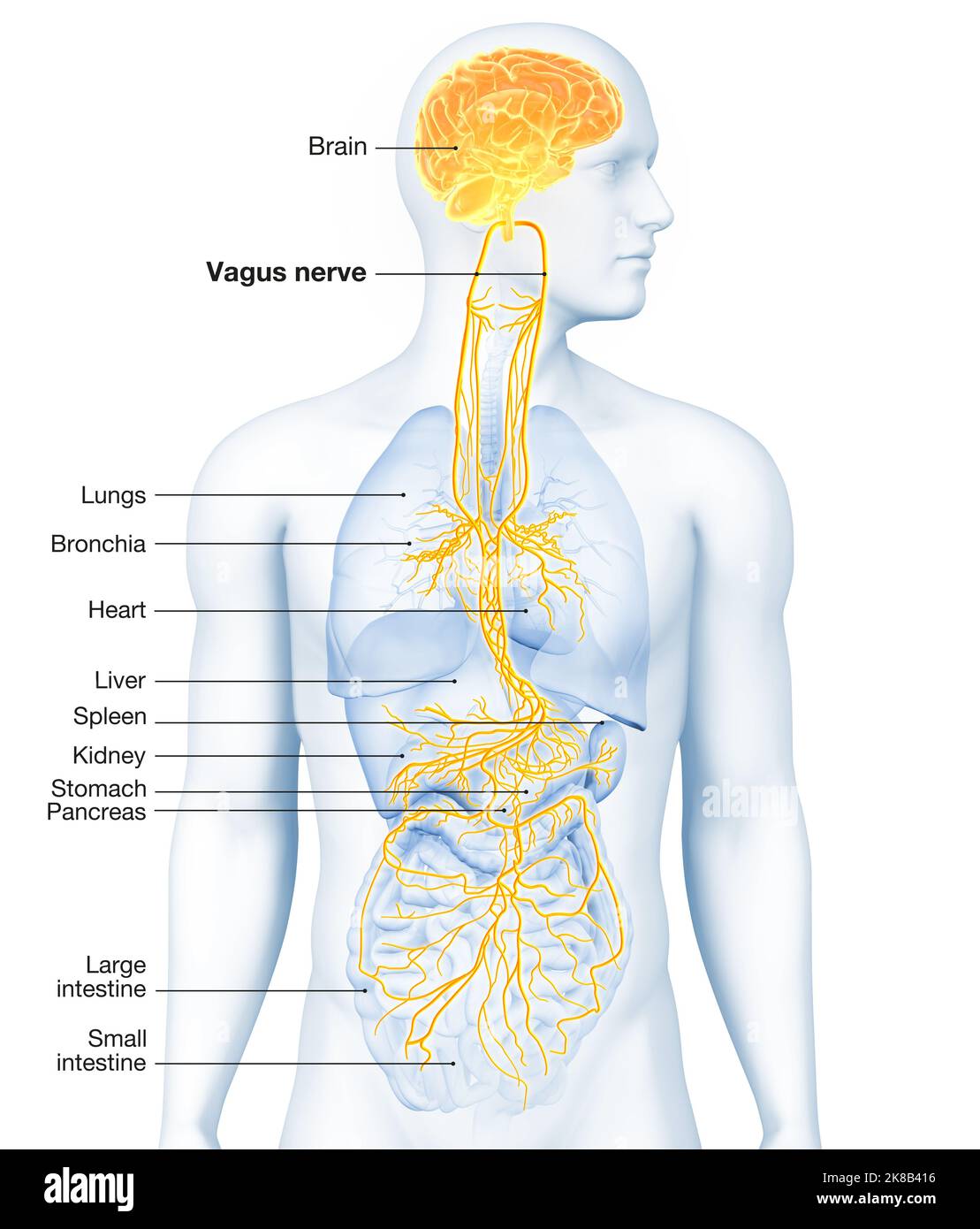 3D illustration showing active brain and energetic vagus nerve (tenth ...