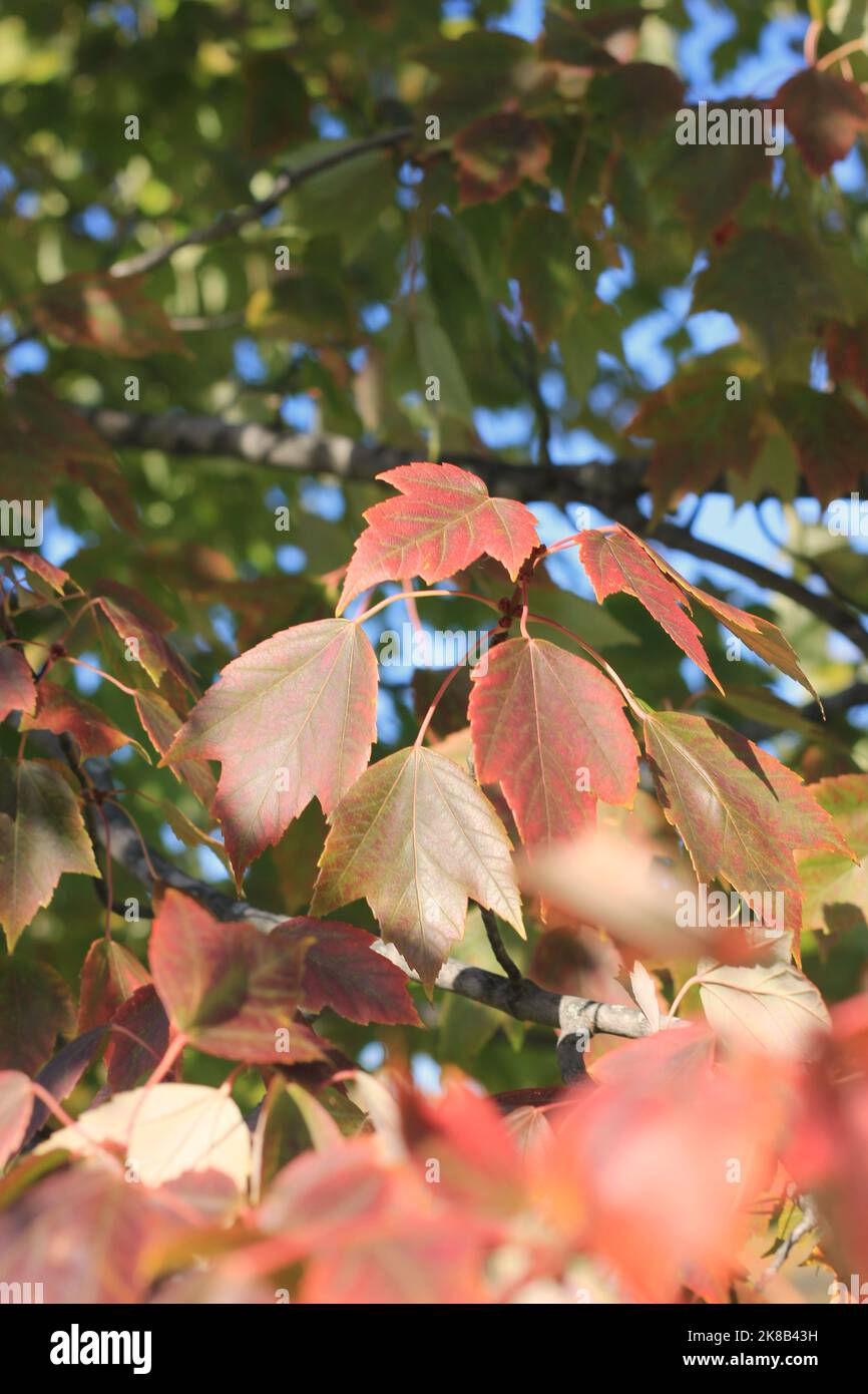 Bright red maple leaves bursting with the fall colors Stock Photo - Alamy