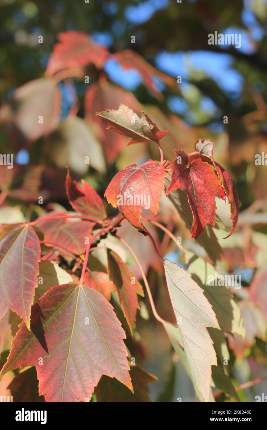 Bright red maple leaves bursting with the fall colors Stock Photo - Alamy