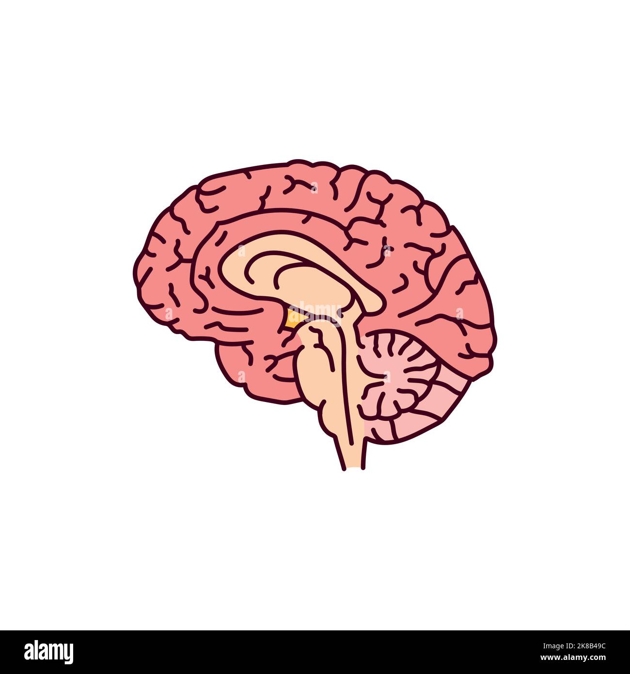 Pituitary gland drawing Stock Vector Images - Alamy