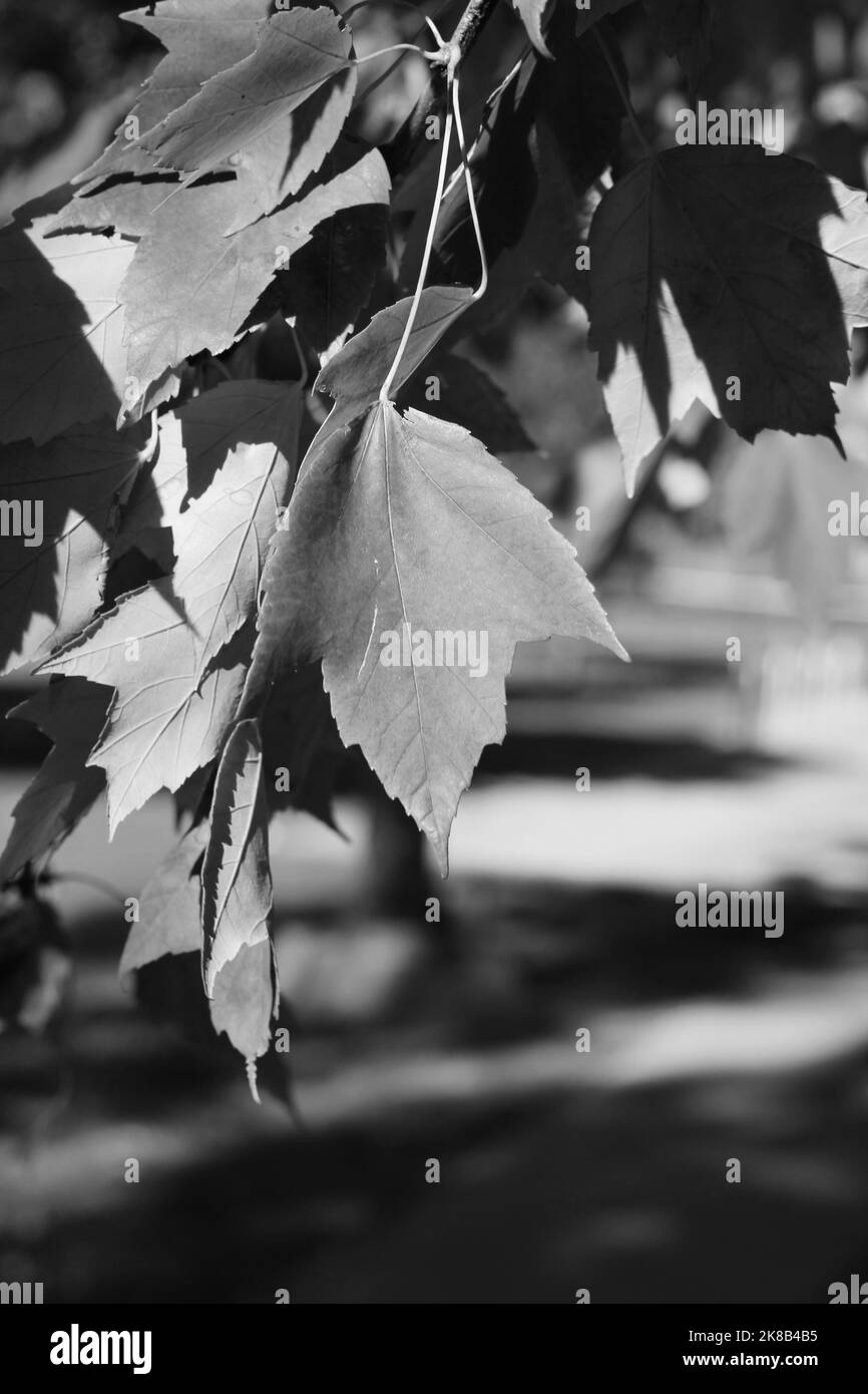 Autumn leaves growing in the meadow in a black and white monochrome ...