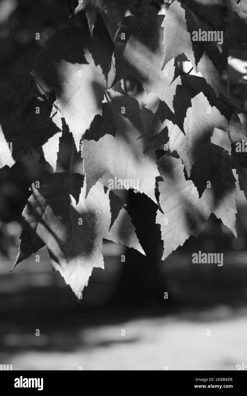 Autumn leaves growing in the meadow in a black and white monochrome ...