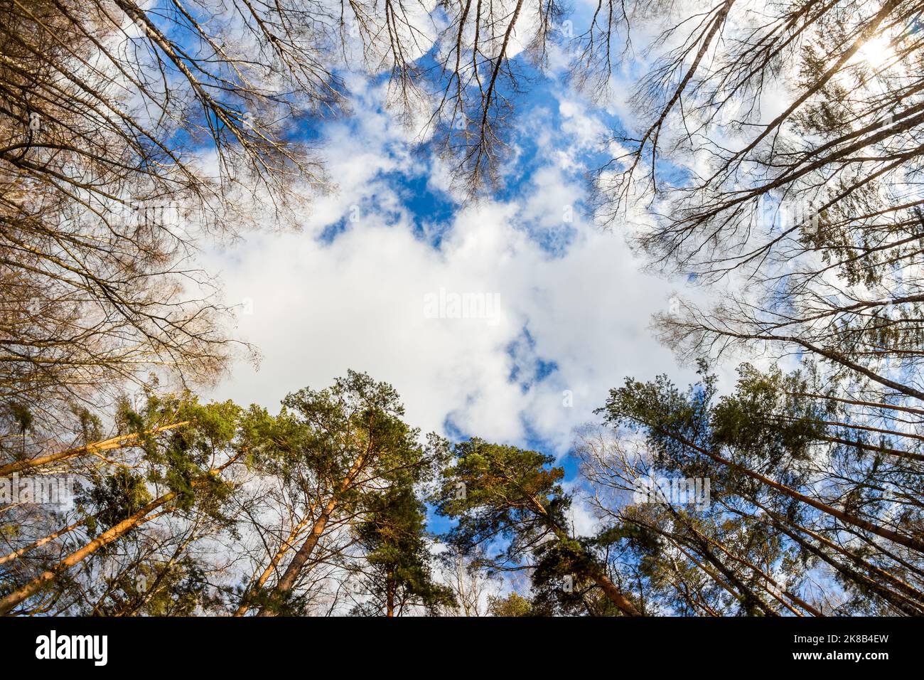 Tops of trees in the forest against the background of the sky, bottom ...